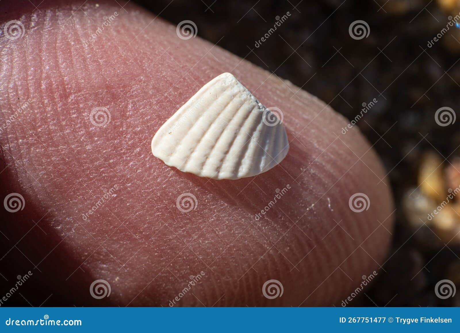 Tiny White Shell Fragment on the Tip of a Finger.. Stock Image - Image ...