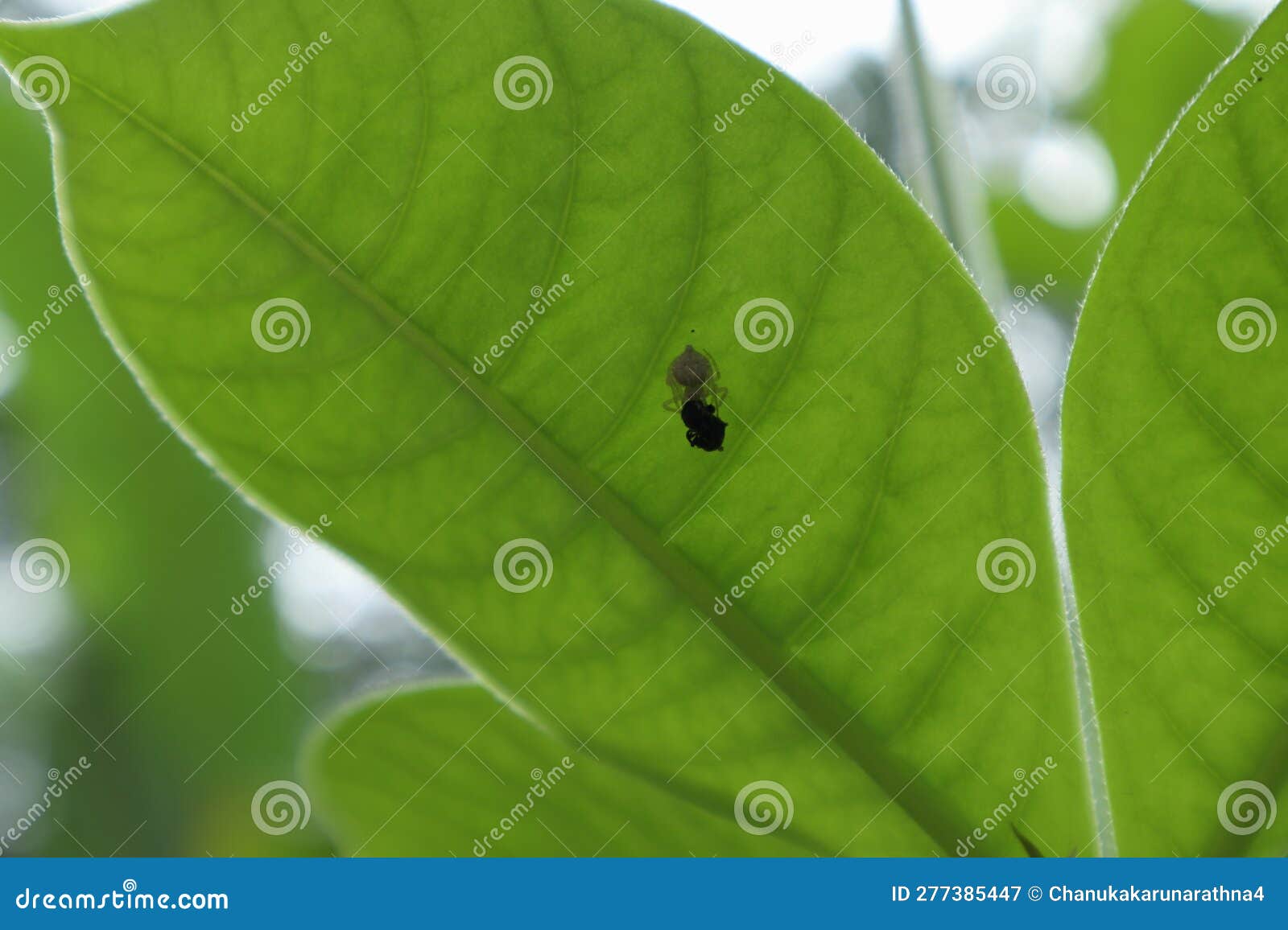 A Tiny White Spider with a Captured Insect is Hiding on the Underside ...