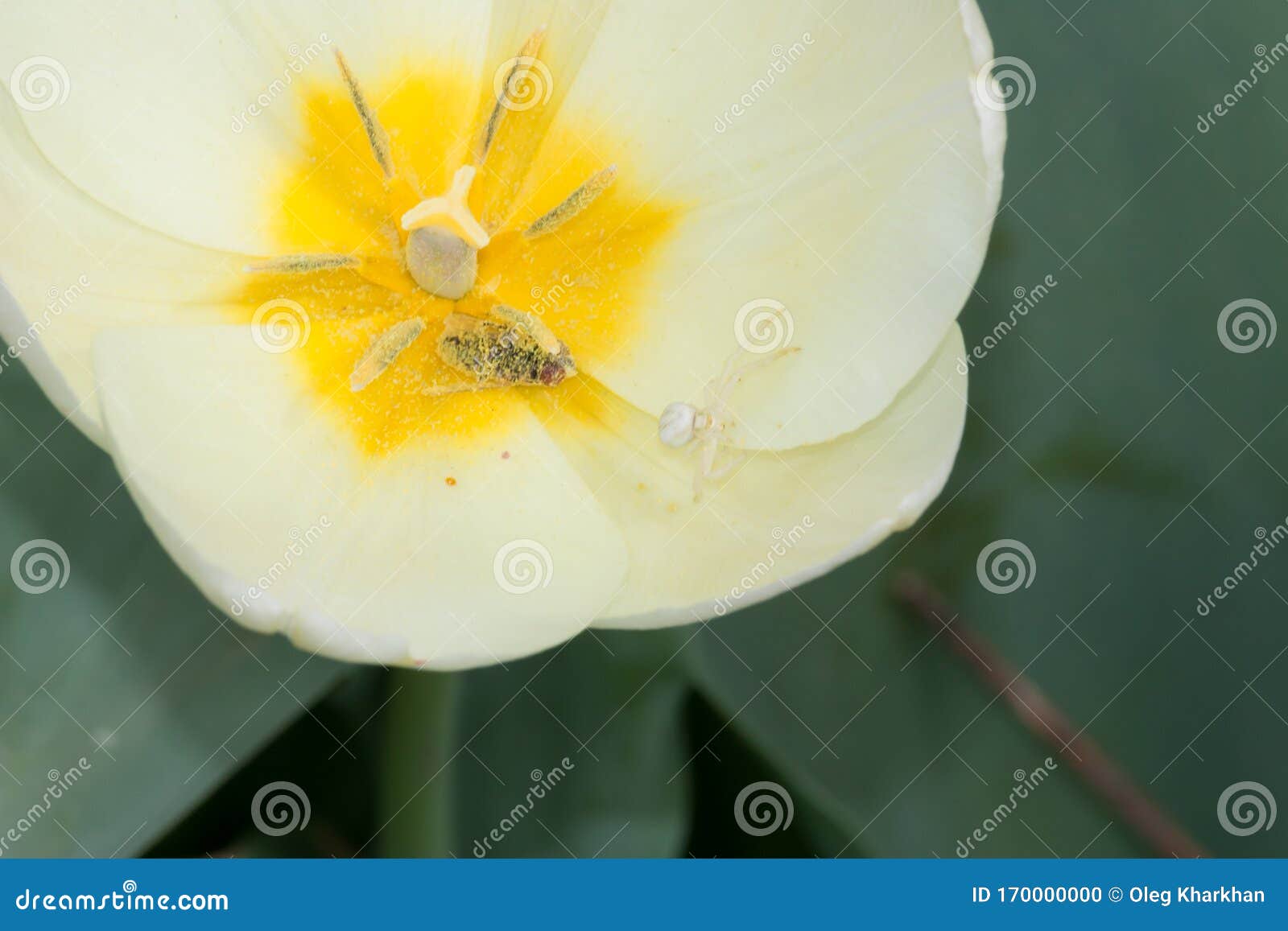 Tiny White Spider on a Tulip. Stock Photo - Image of close, green ...
