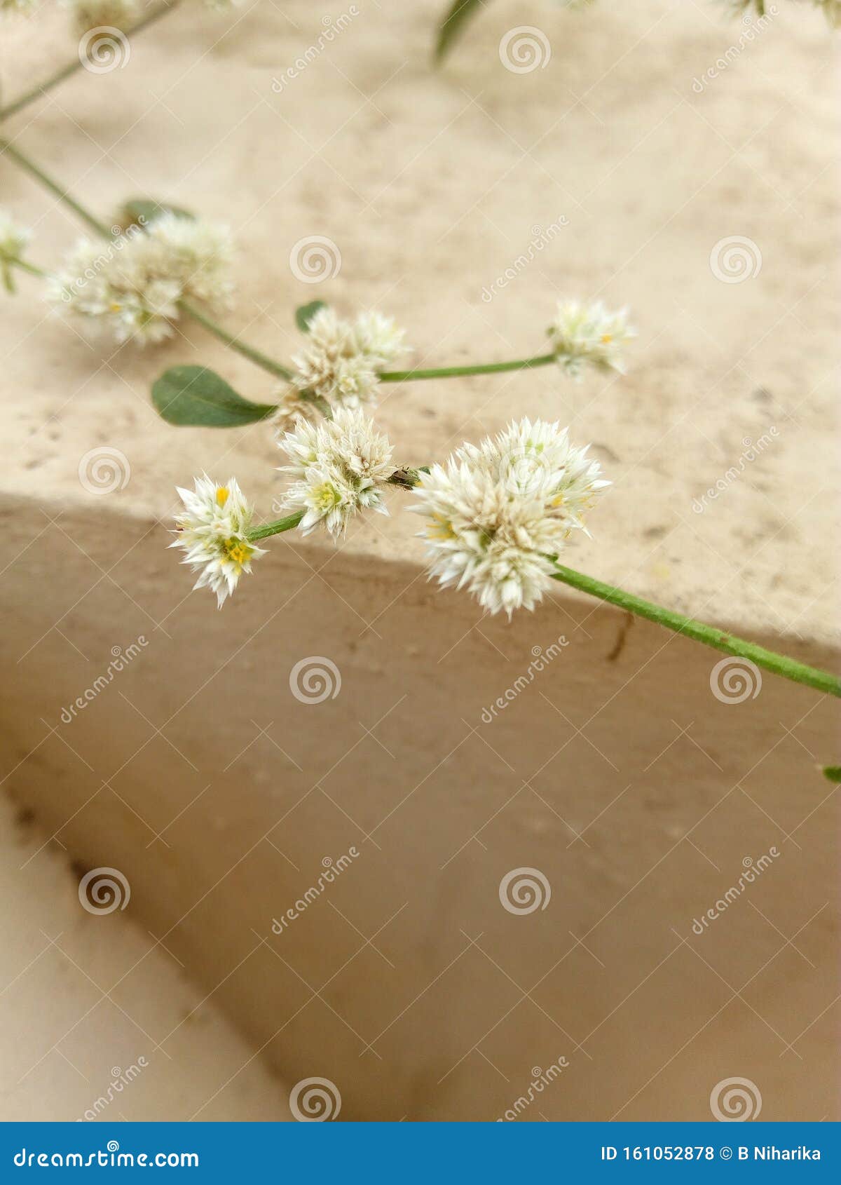 Tiny white spiky flowers stock photo. Image of spiky - 161052878