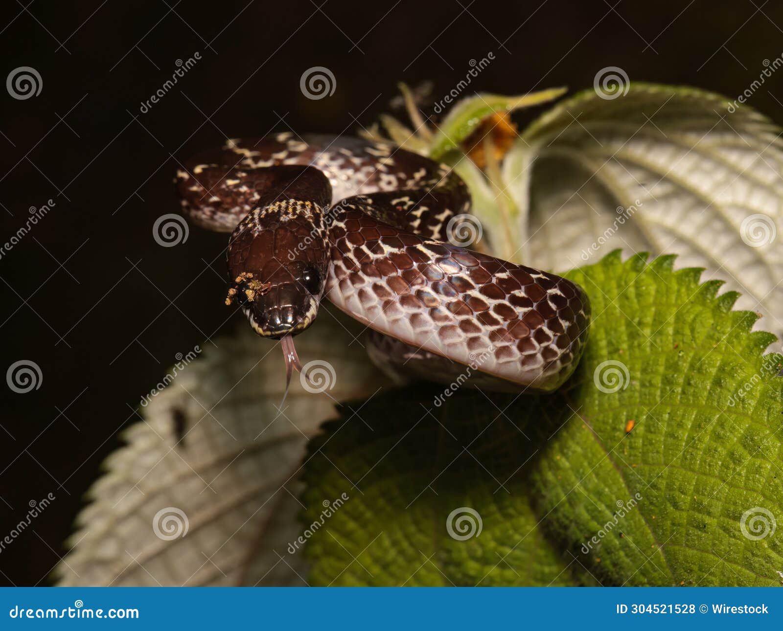 Tiny White-spotted Slug Snake Coiled on a Leaf. Stock Photo - Image of ...