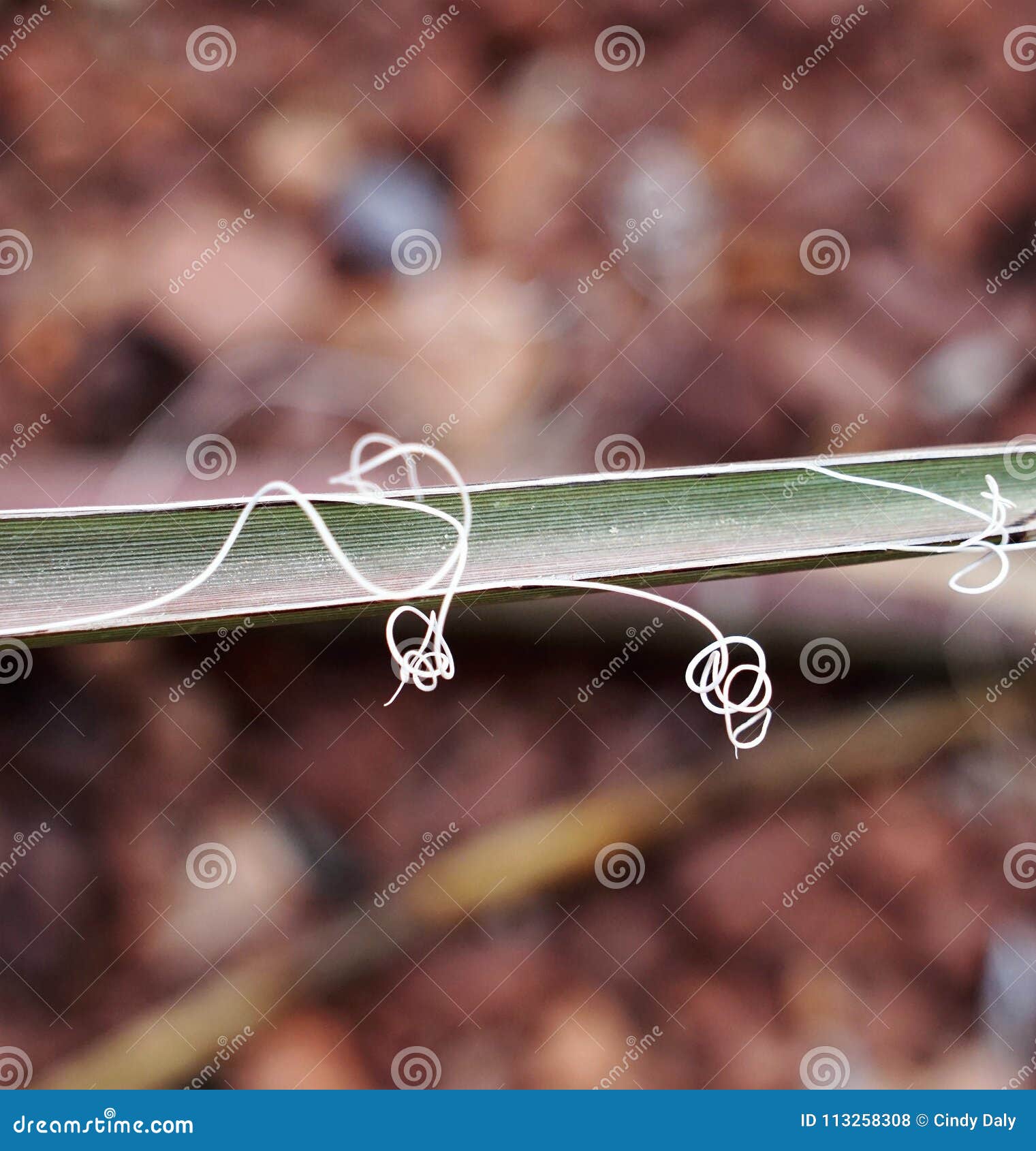 The Tiny White Strings on the Branches of the Yucca Plant Stock Photo ...