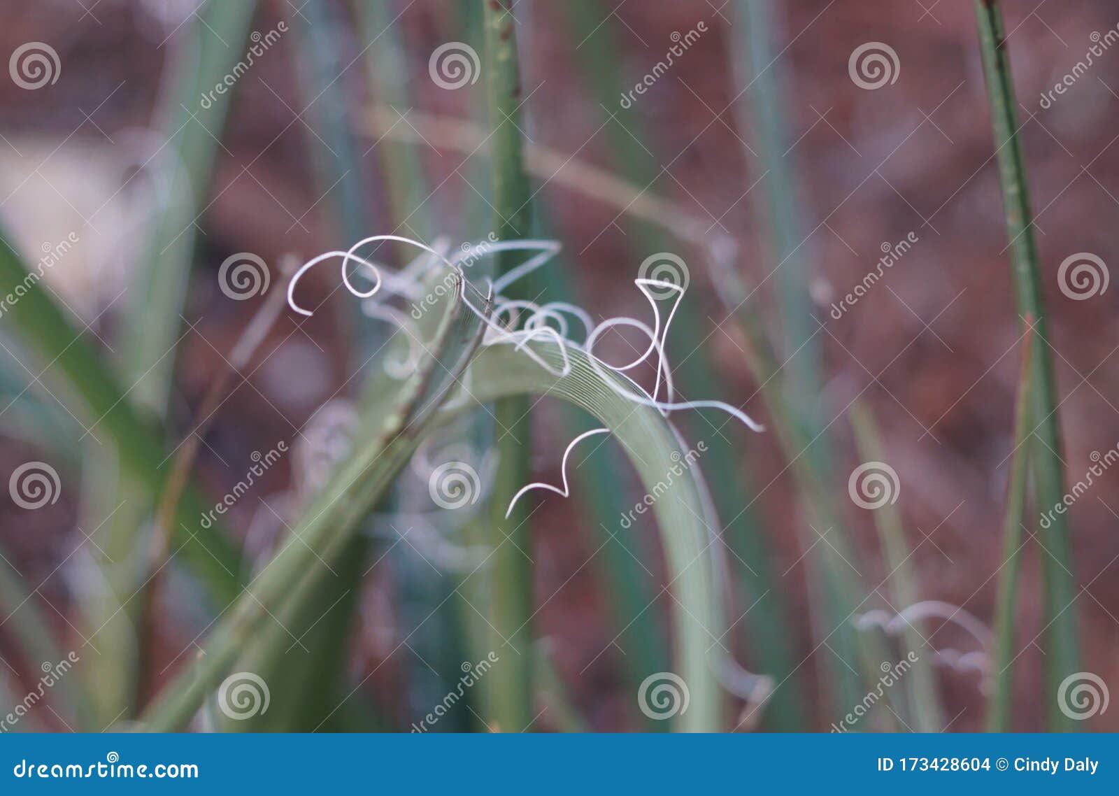 Yucca plant stems stock photo. Image of stem, close - 173428604