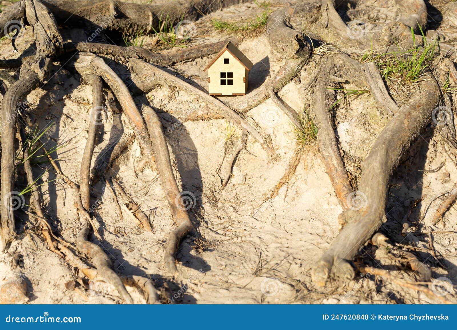 Tiny Wooden House Placed among Large Tree Roots Stock Photo - Image of ...