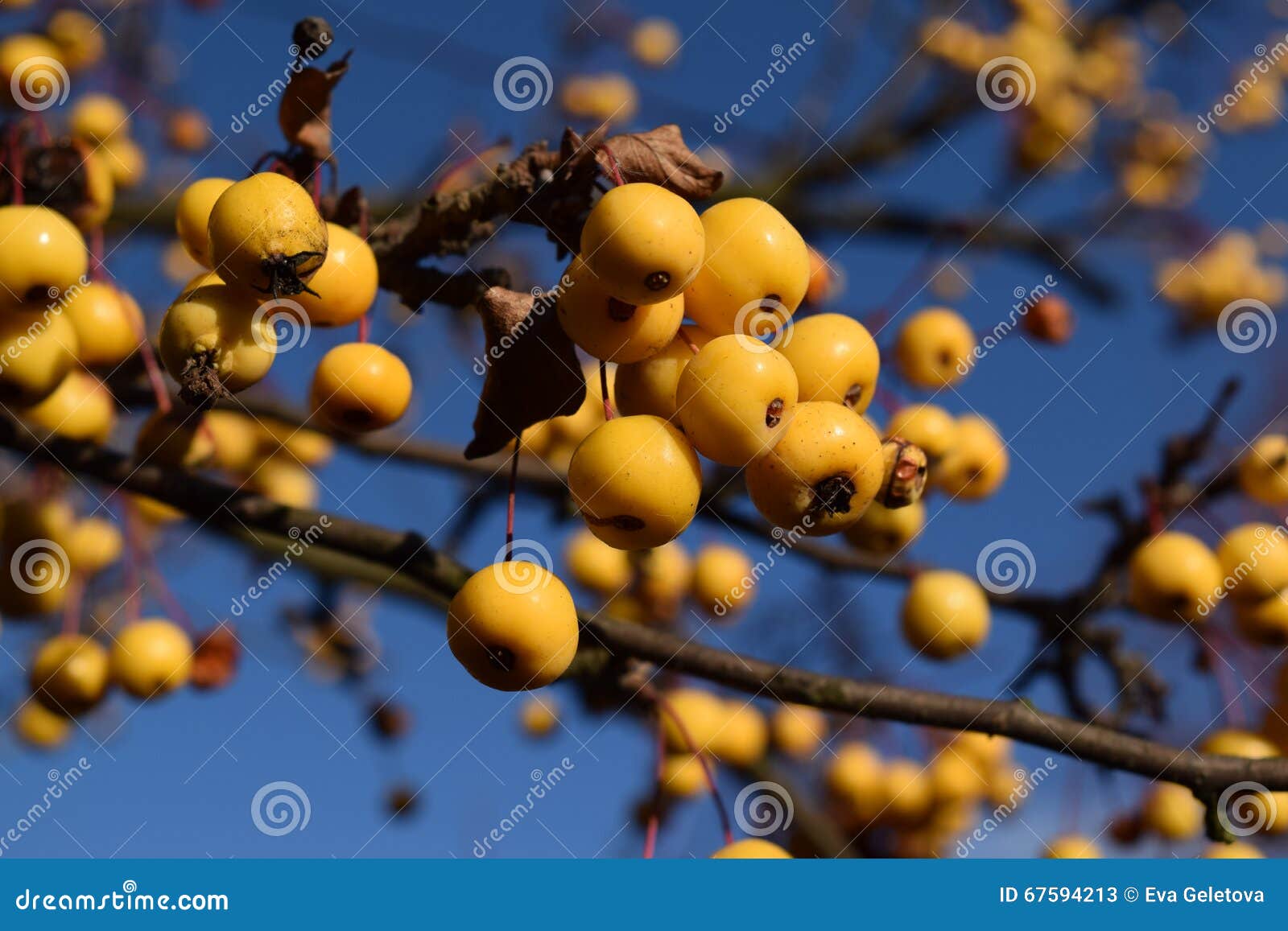 Tiny yellow apples stock image. Image of blue, detail - 67594213