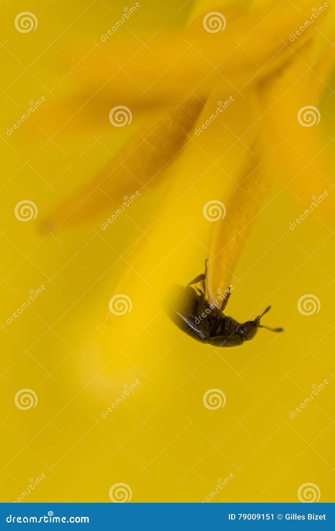 The tiny yellow beetle stock image. Image of collection - 79009151