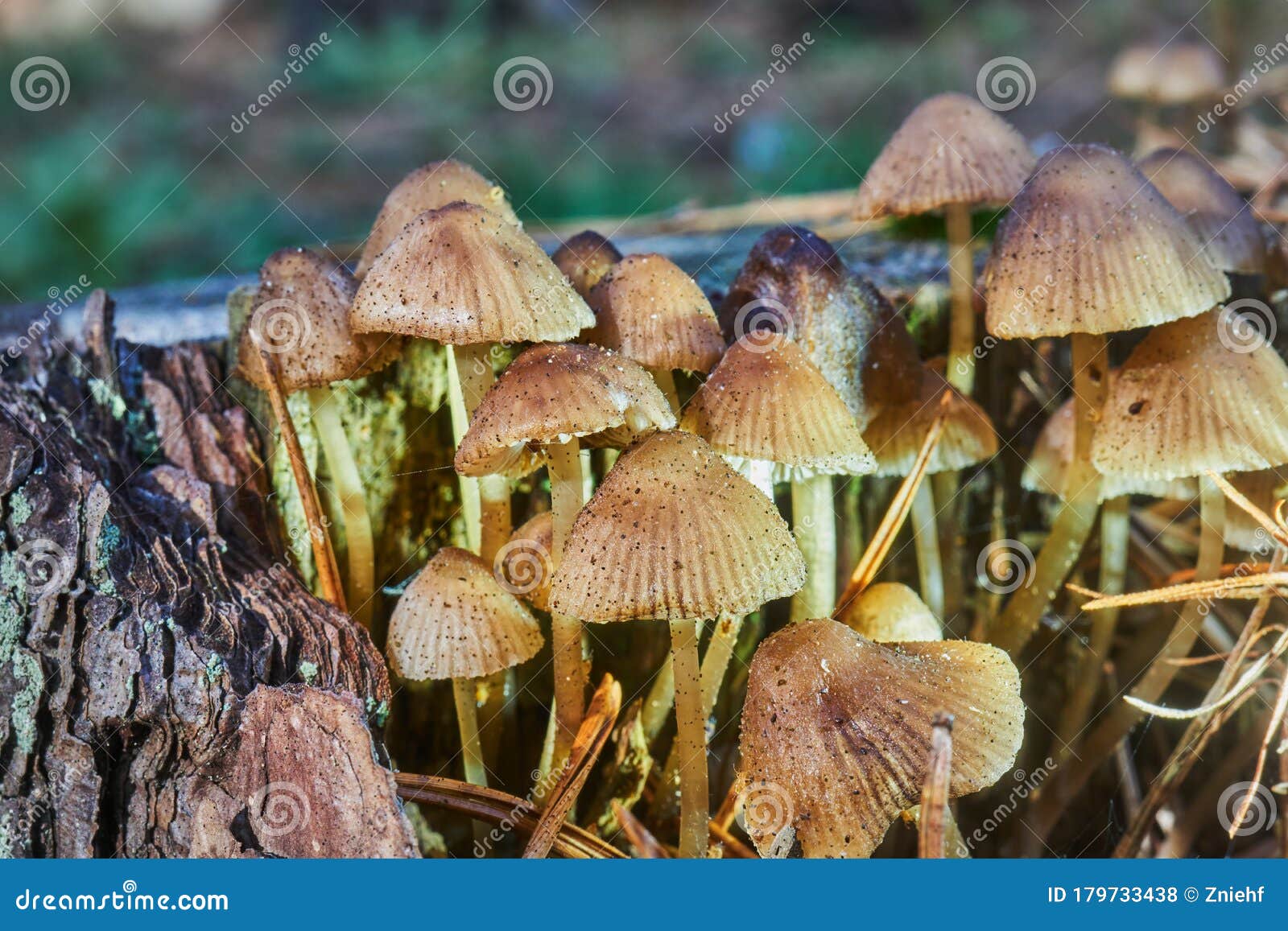 Tiny Yellow and Brown Mushrooms with Pointed Caps on a Rotting Tree ...
