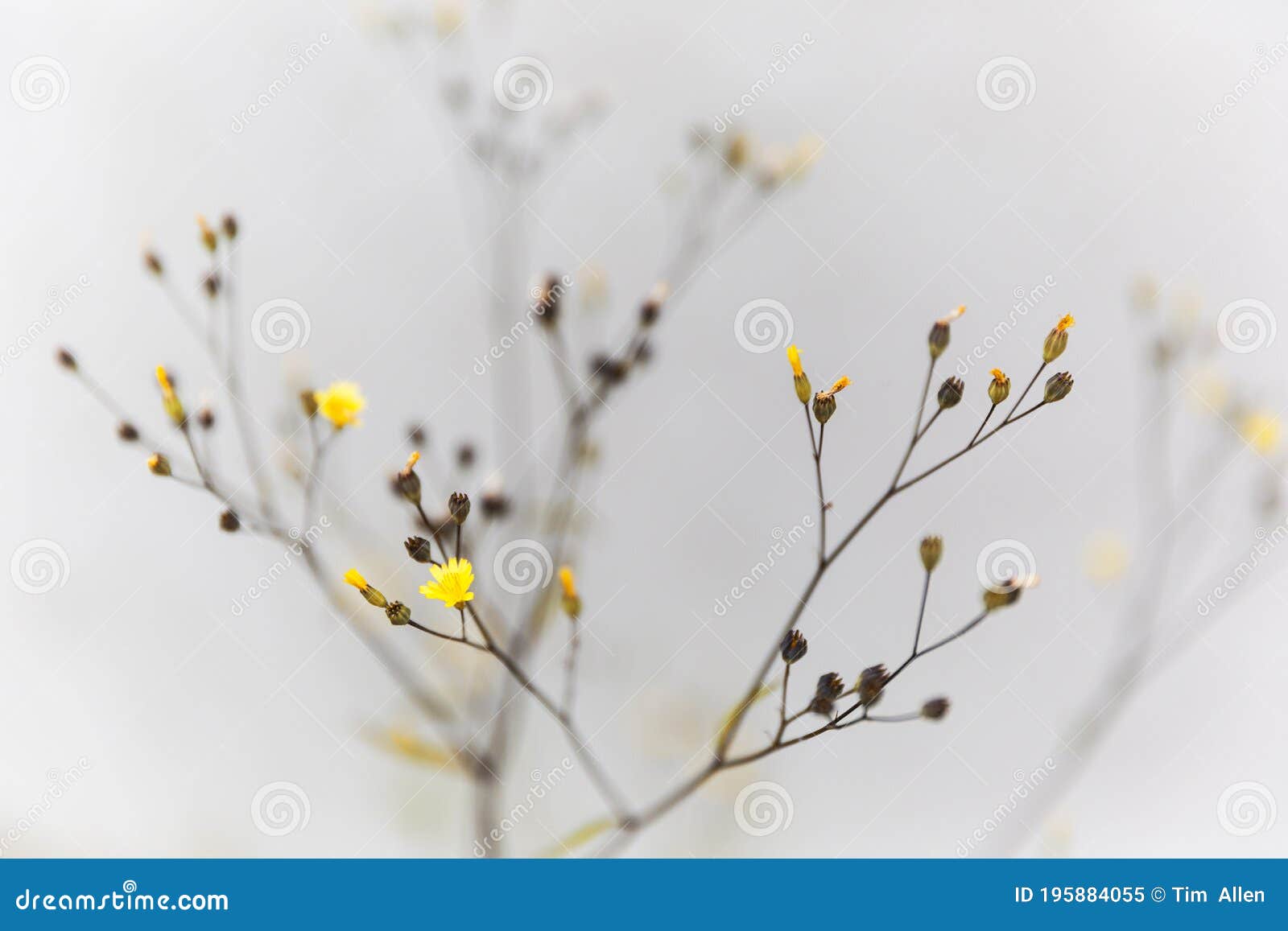 Tiny Yellow Bulb on Flowers Against Concrete Wall Stock Image - Image ...