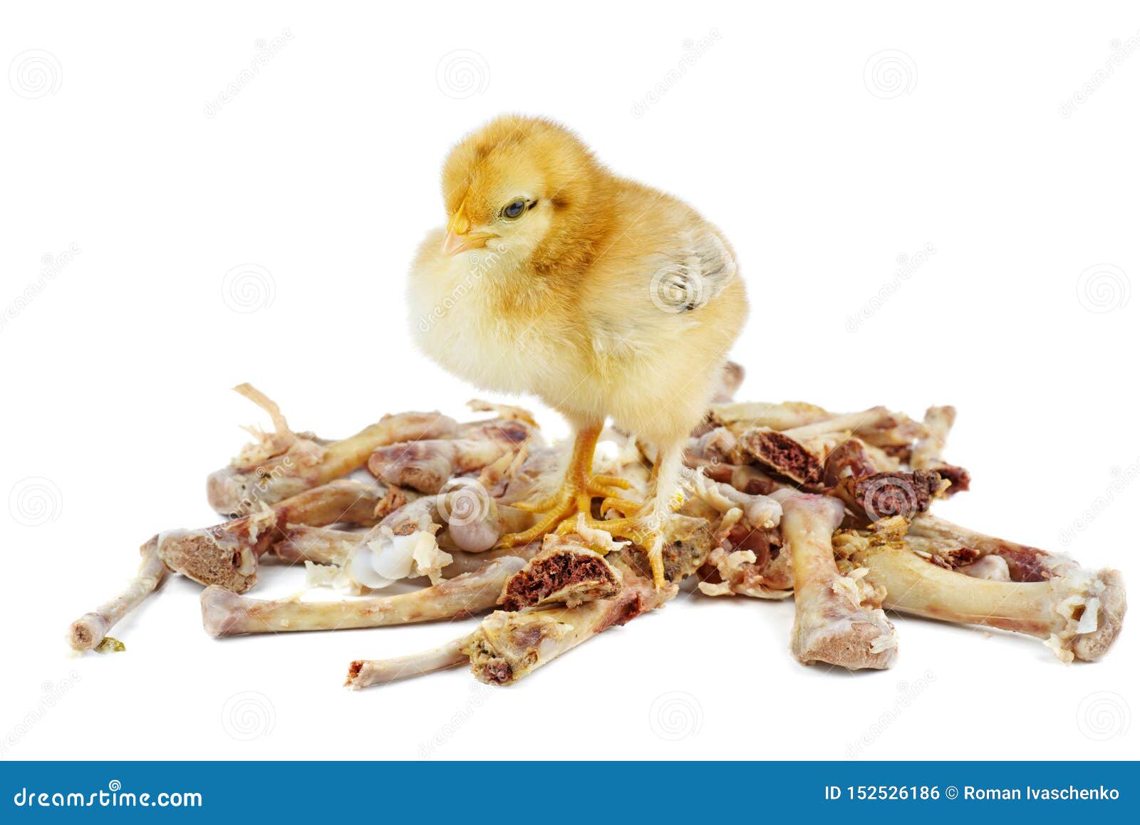 Tiny Yellow Chicken and Pile of Bones Stock Photo - Image of fluffy ...