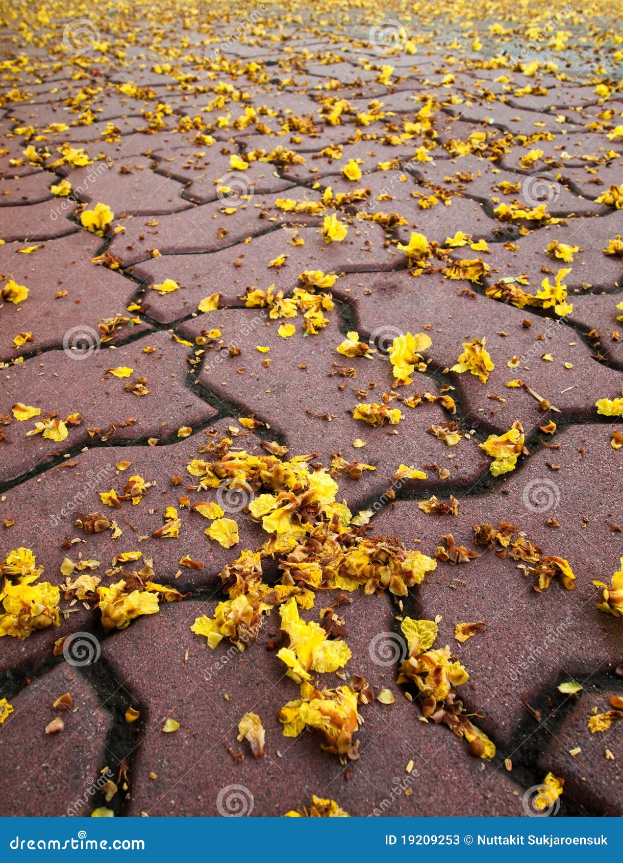 Tiny Yellow Flowers Falling Stock Image - Image of outdoor, garden ...