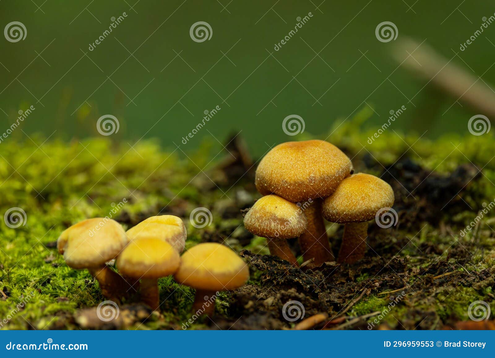 Tiny Yellow Mushrooms on a Tree Stump Stock Image - Image of dirt ...