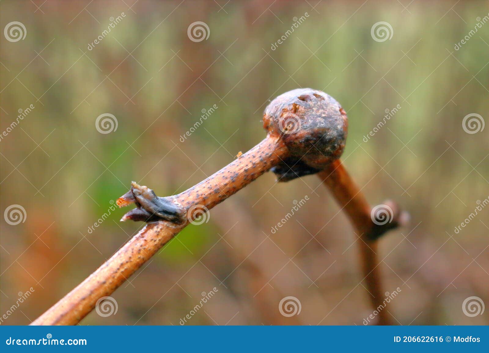 Tiny Yellow Nymph on Branch Stock Photo - Image of natural, minute ...