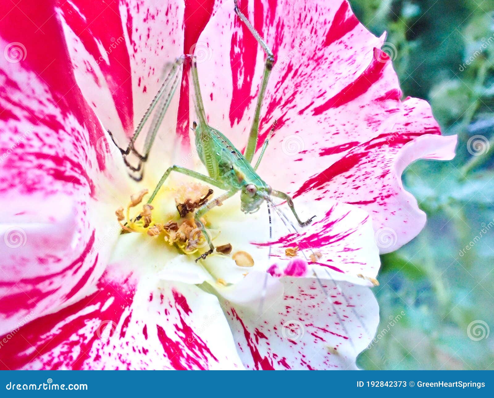 Tiny Young Mantis Standing In Colorful Rose Stock Image Image Of Decor Approved 192842373