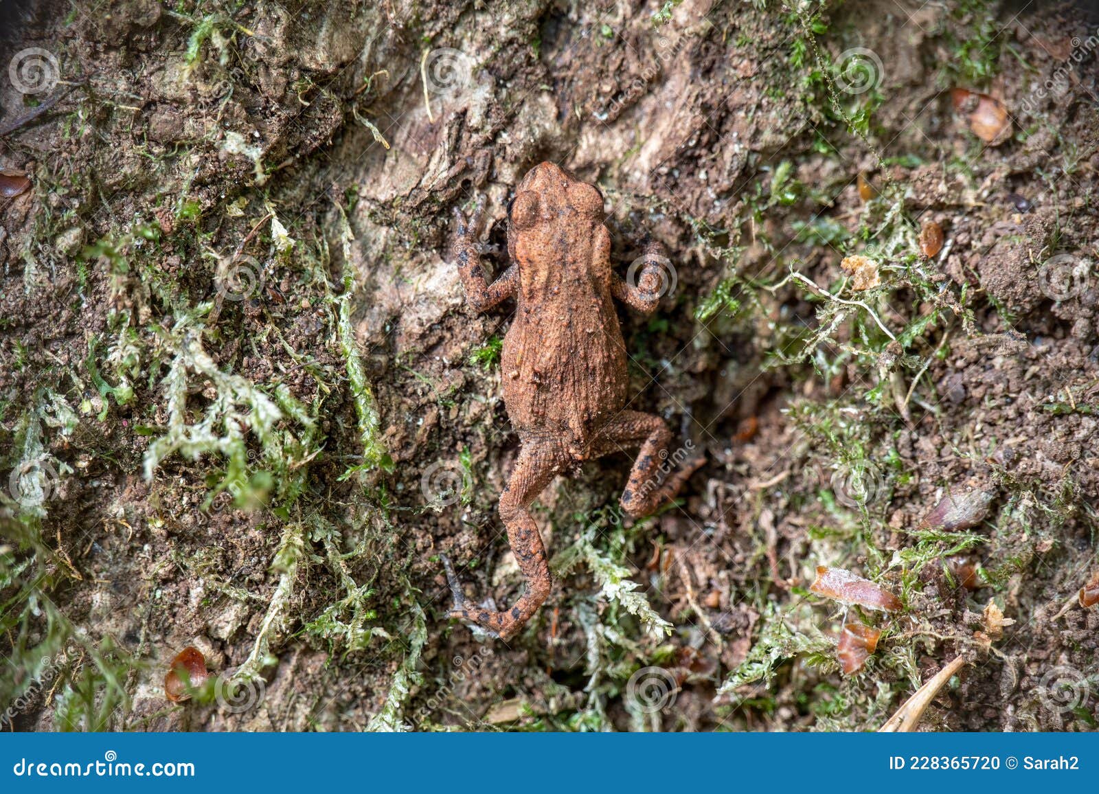 Tiny Young Toad Bufo Bufo, Climbing Tree Truck. Stock Photo - Image of ...