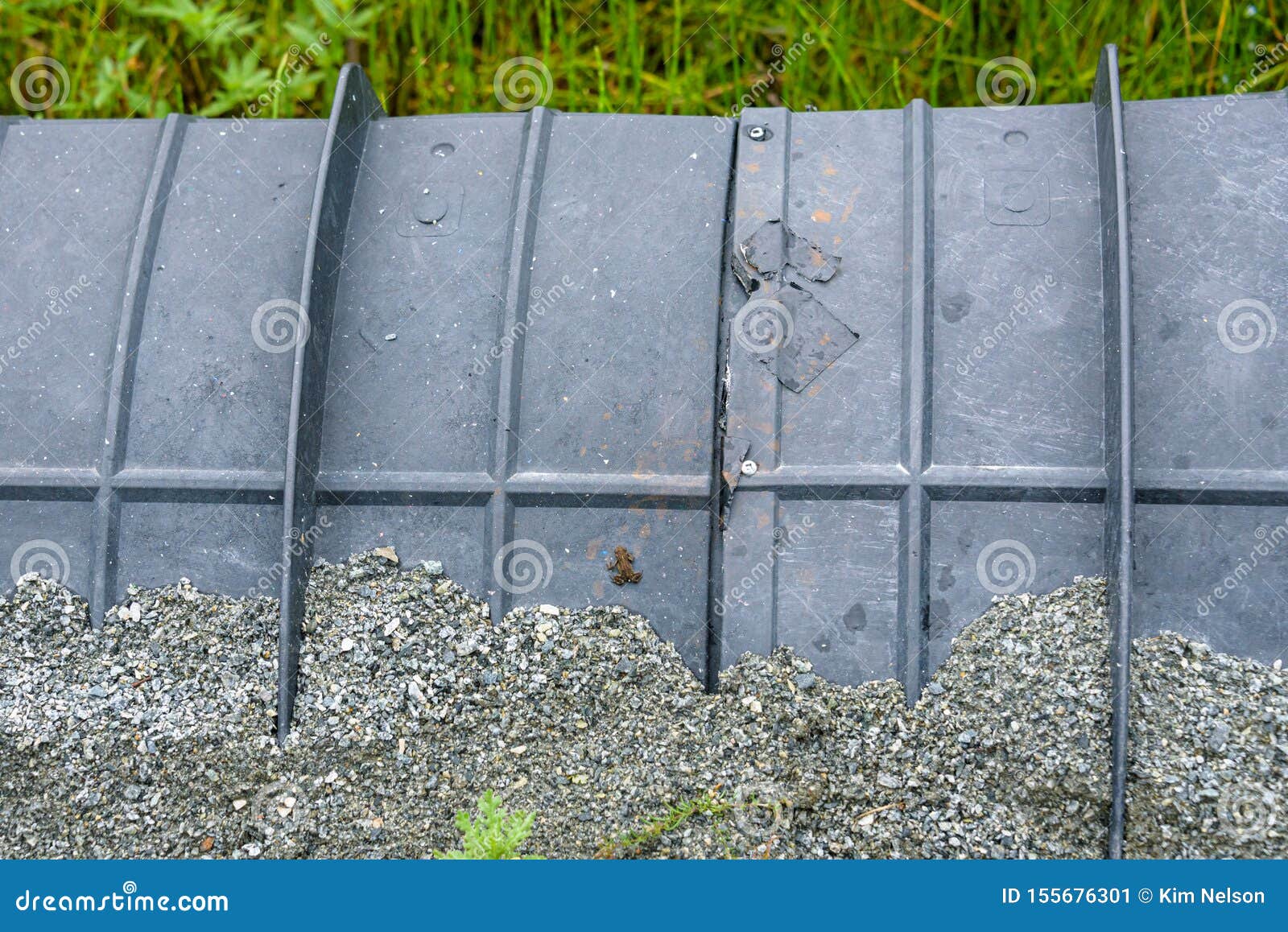 Tiny Young Western Toad on a Protective Culvert on Lost Lake Beach, To ...