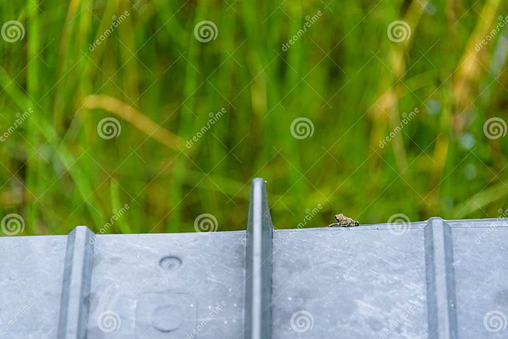 Tiny Young Western Toad on a Protective Culvert on Lost Lake Beach, To ...