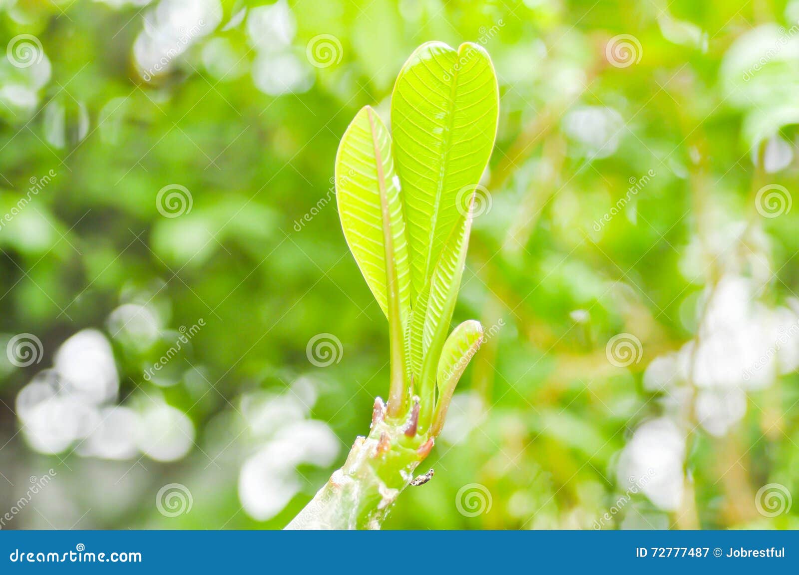 Tip of a branch stock image. Image of pagoda, color, peak - 72777487