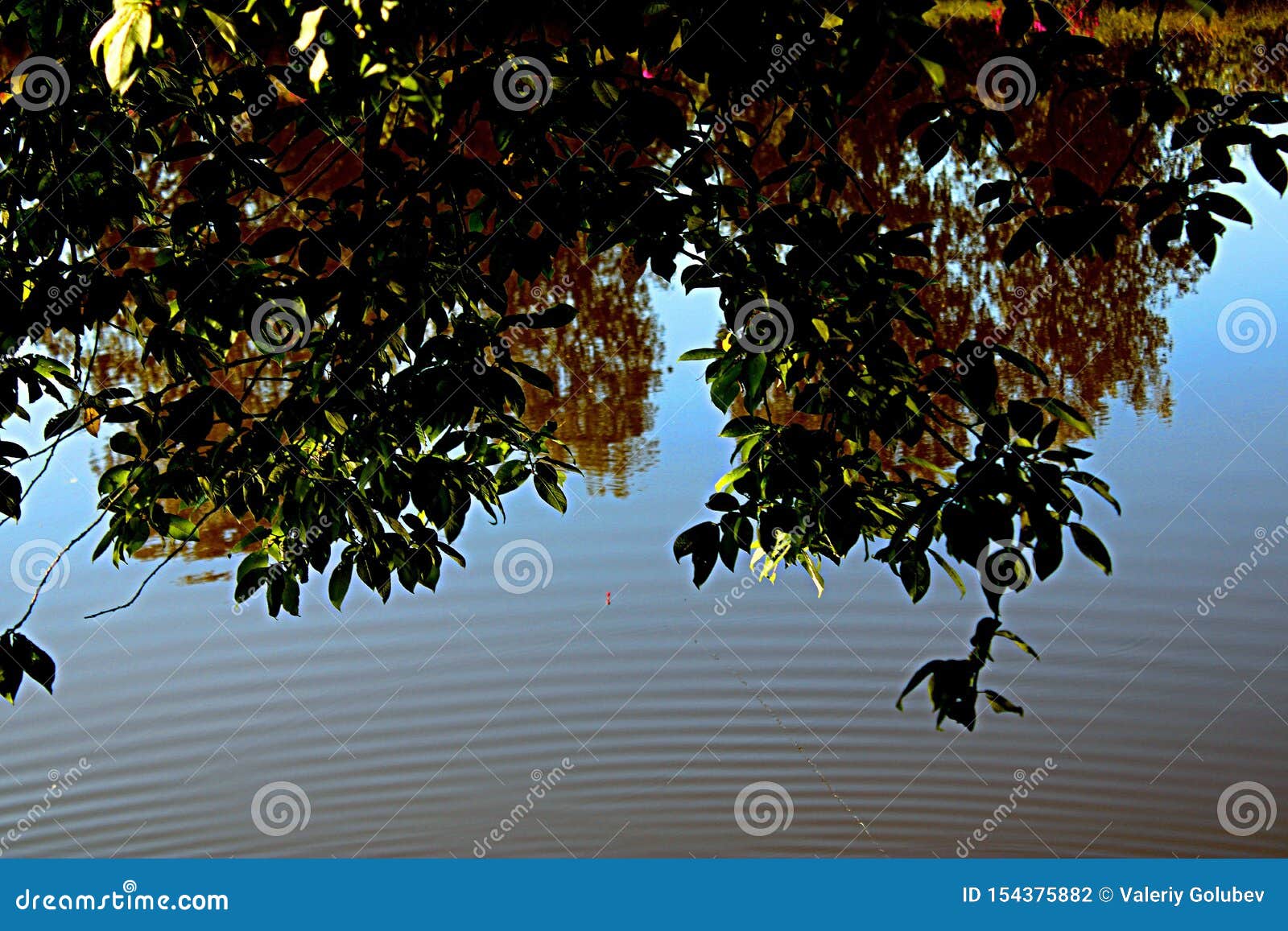 The Tip of the Float Sticks Out of the Water through the Branches of ...