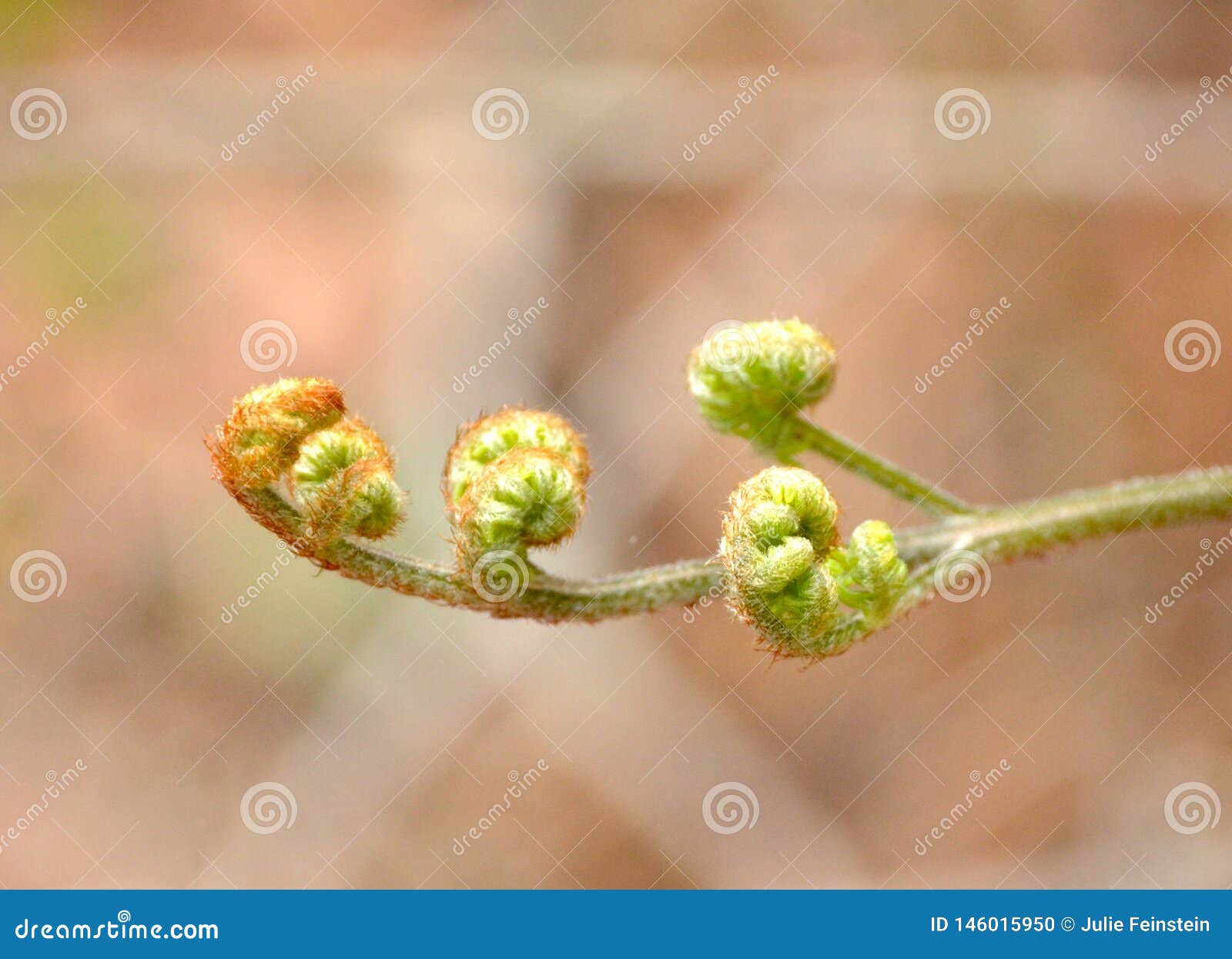 Fern Uncurling stock photo. Image of fern, unfolding - 146015950