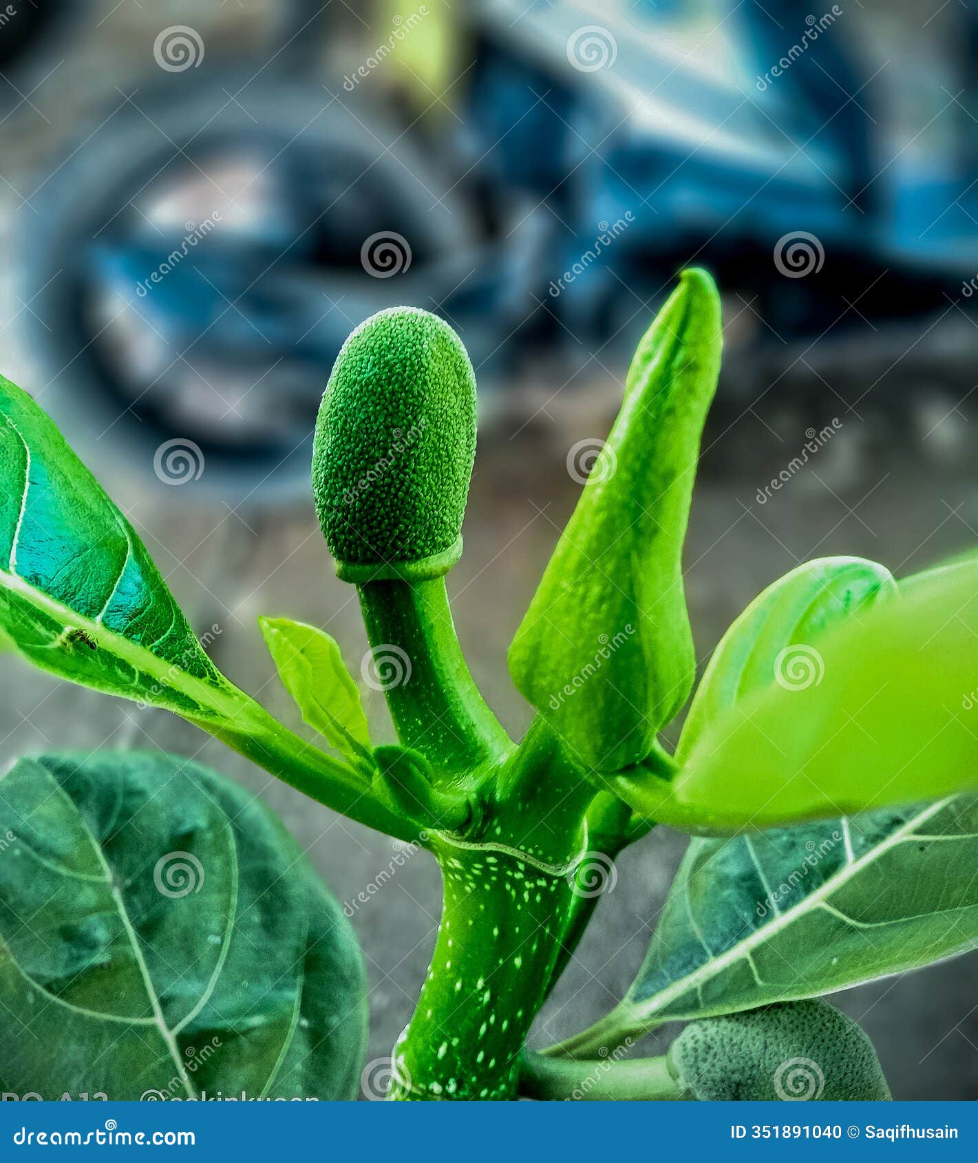The Tip of a Leaf from a Jackfruit Tree that Will Bear Fruit Stock ...