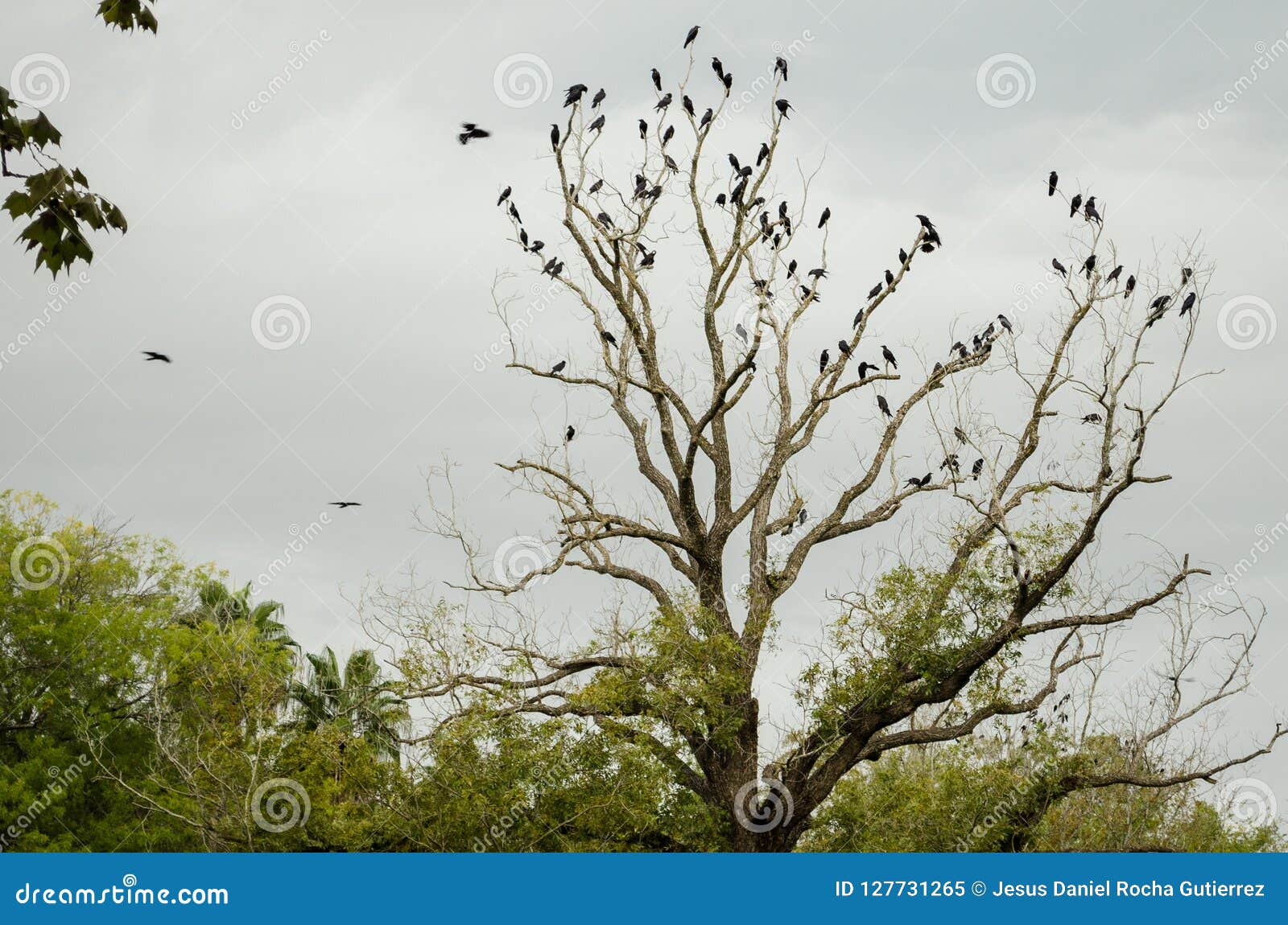The Tip of a Leafless Tree Full of Black Crows. Stock Image - Image of ...