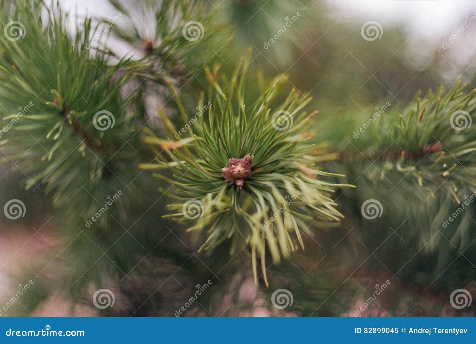 Tip of the Pine Branch. stock image. Image of blured - 82899045