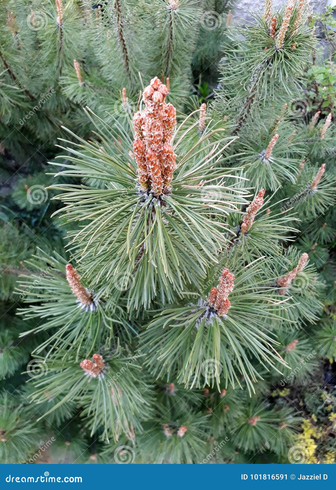 The Tip of Pine Branch with Needles Stock Image - Image of nature, seed ...