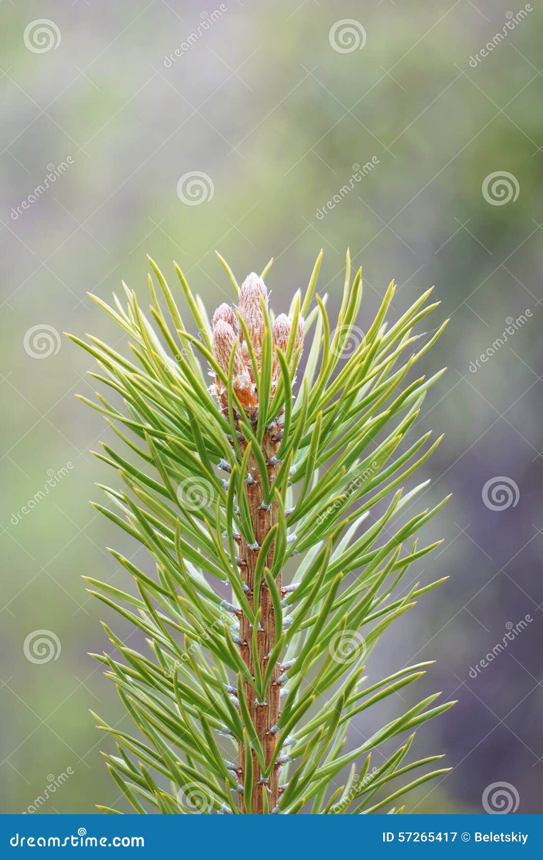 The tip of the pine stock image. Image of cone, tree - 57265417
