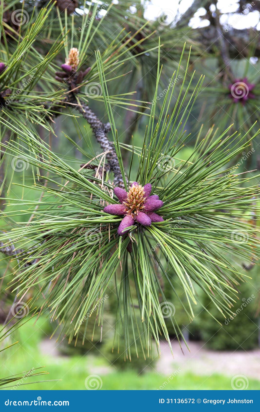 Tip of a pine tree branch. stock photo. Image of foliage - 31136572