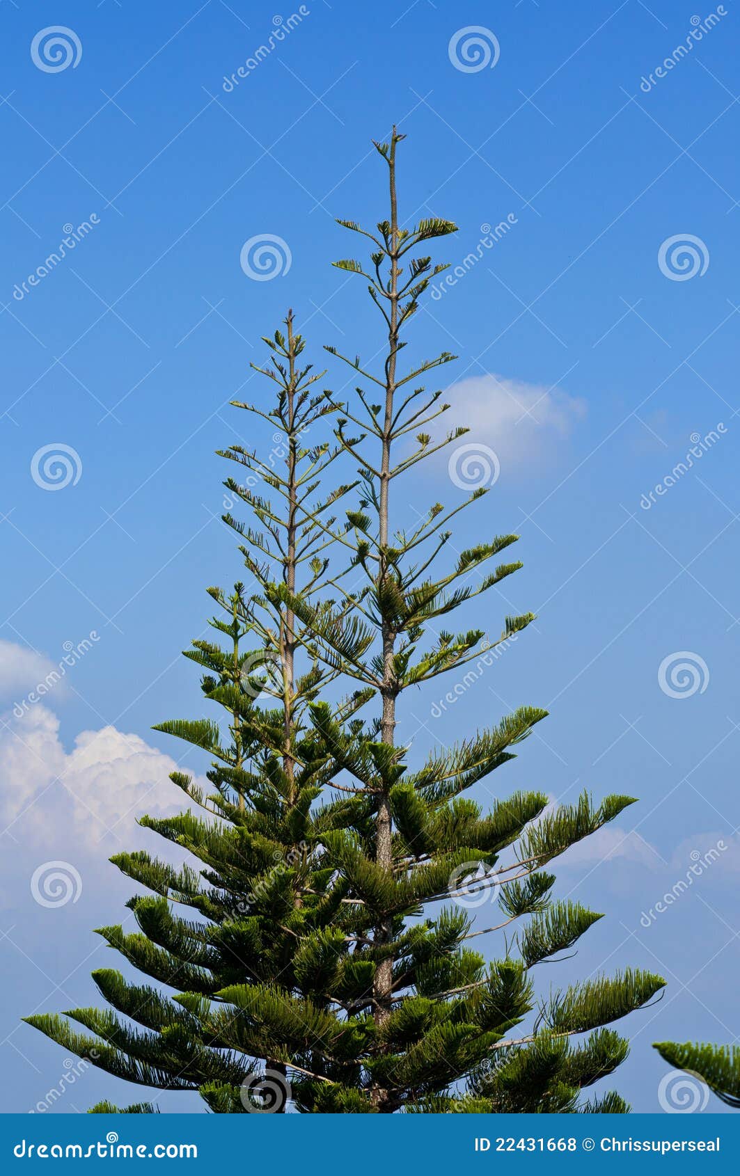 Tip of Pine Tree branches stock photo. Image of needles - 22431668