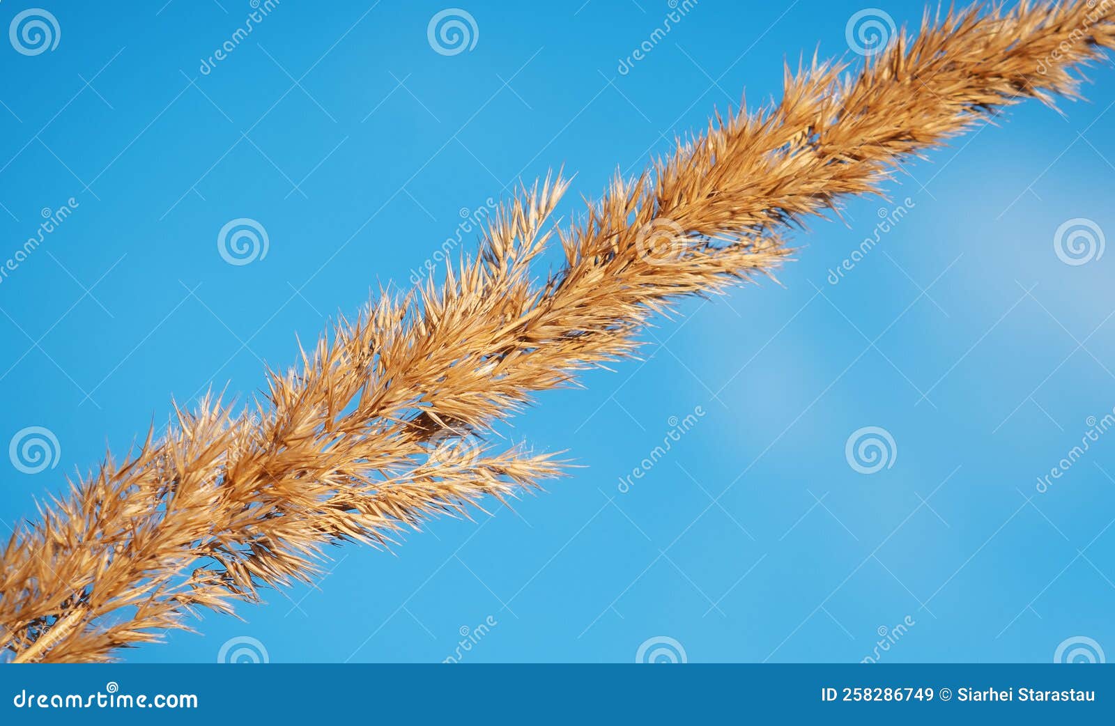 The Tip of the Plant in the Form of a Panicle Stock Image - Image of ...