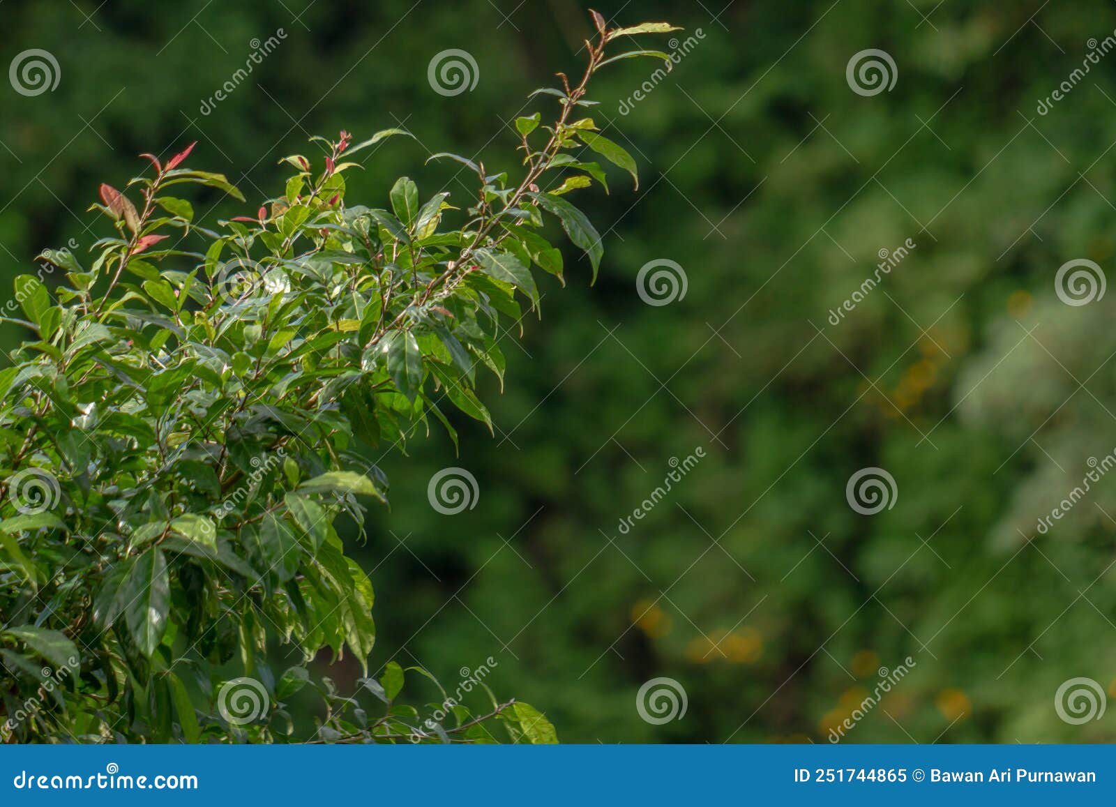 The Tip of the Shrubs Growing on the Edge of the Ravine Stock Image ...