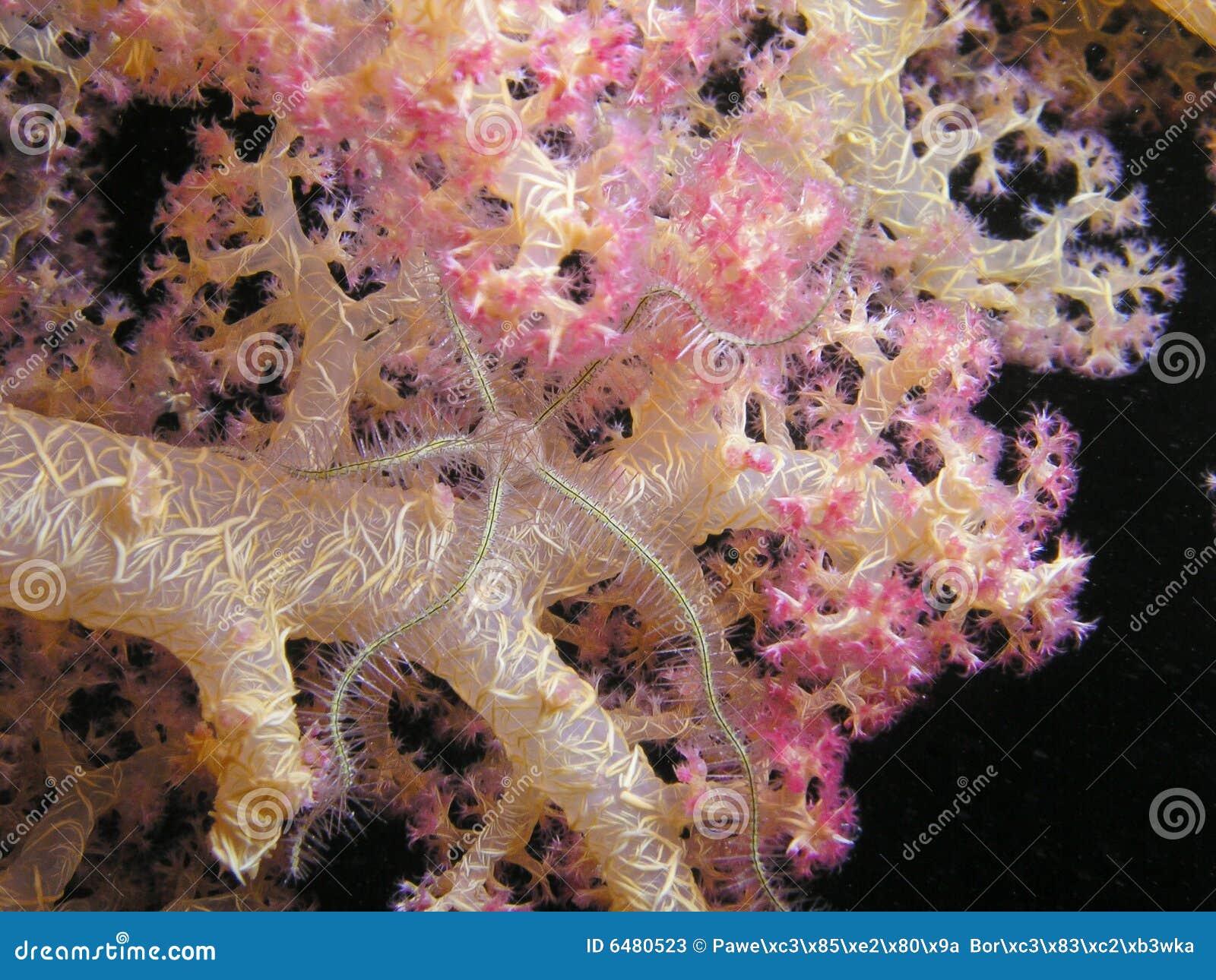 Tip of Soft Coral with Creature II Stock Image - Image of coastline ...