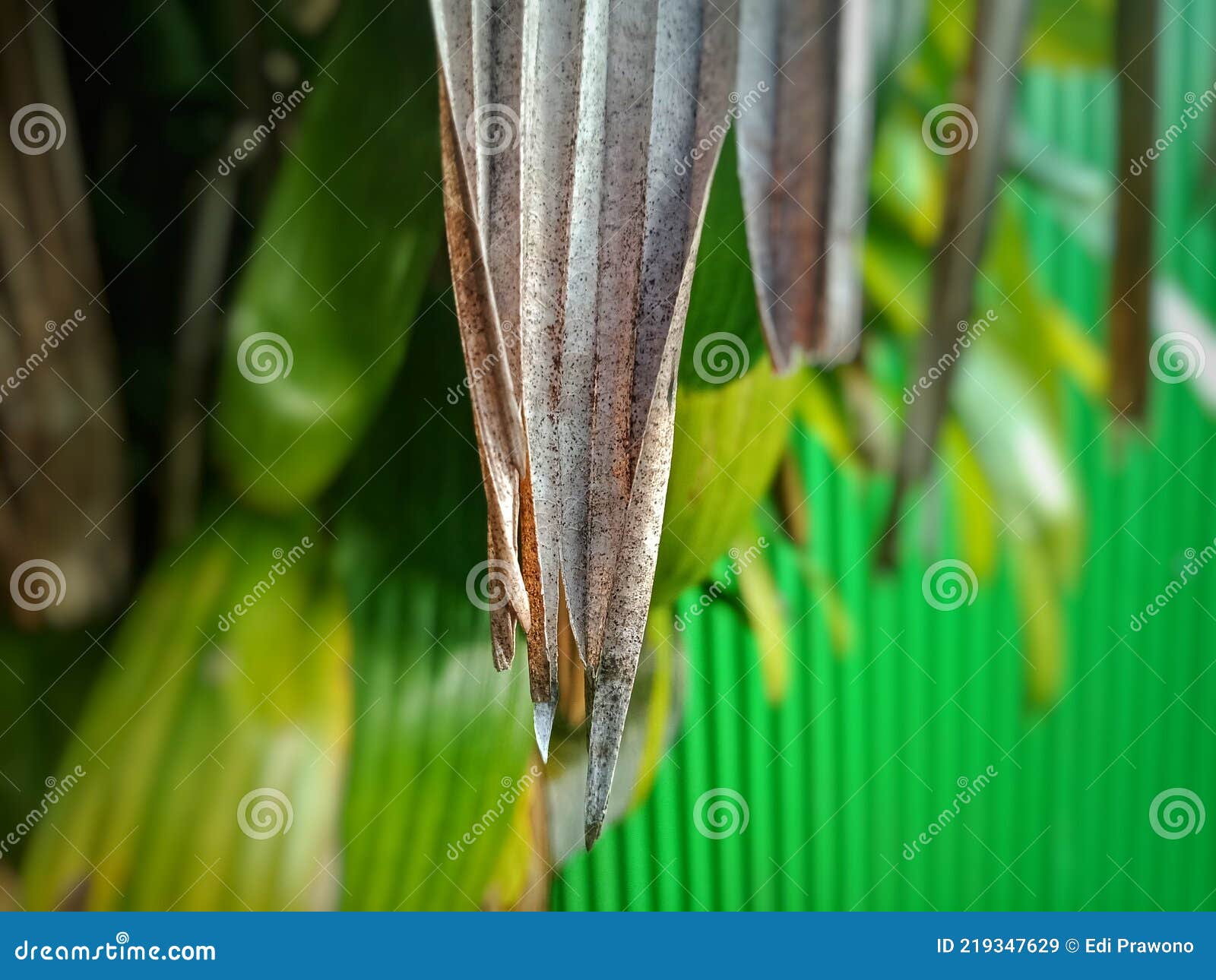 The Tip and Texture of the Dried Leaves Stock Image - Image of flower ...