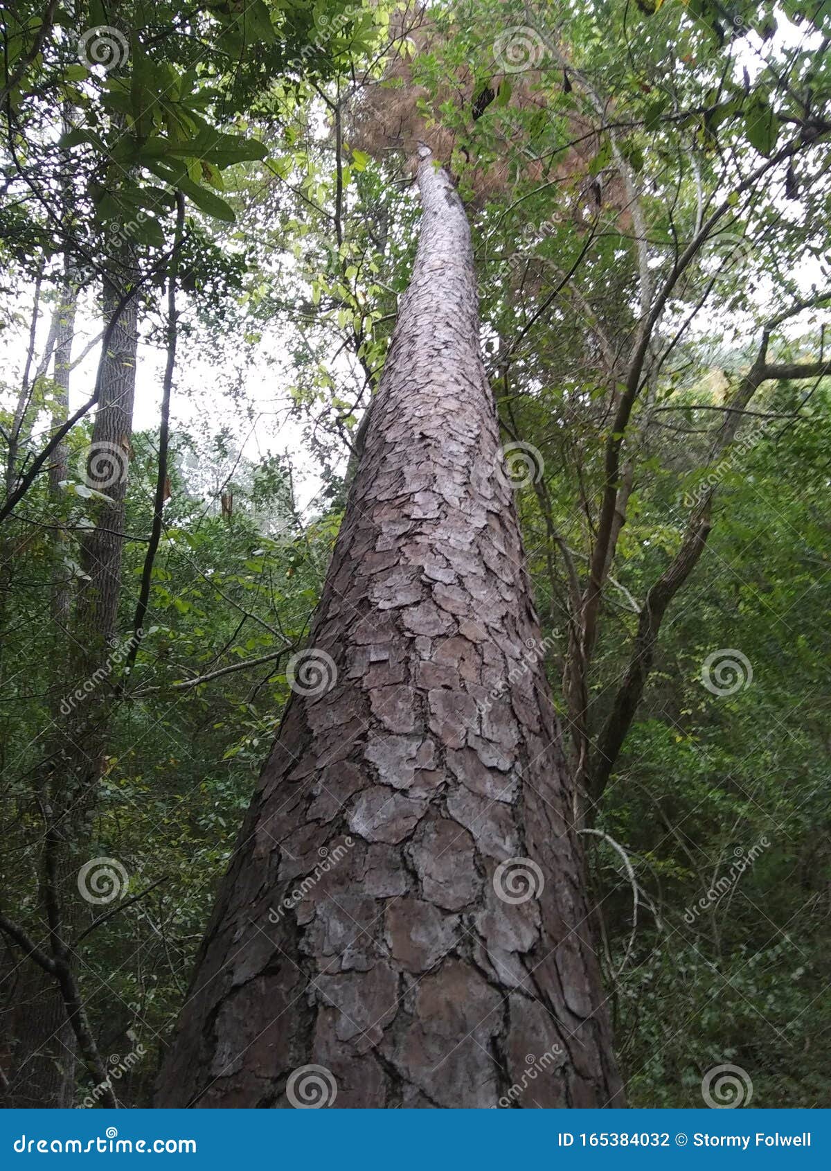 Tip of the tree stock photo. Image of tree, forest, leaning - 165384032