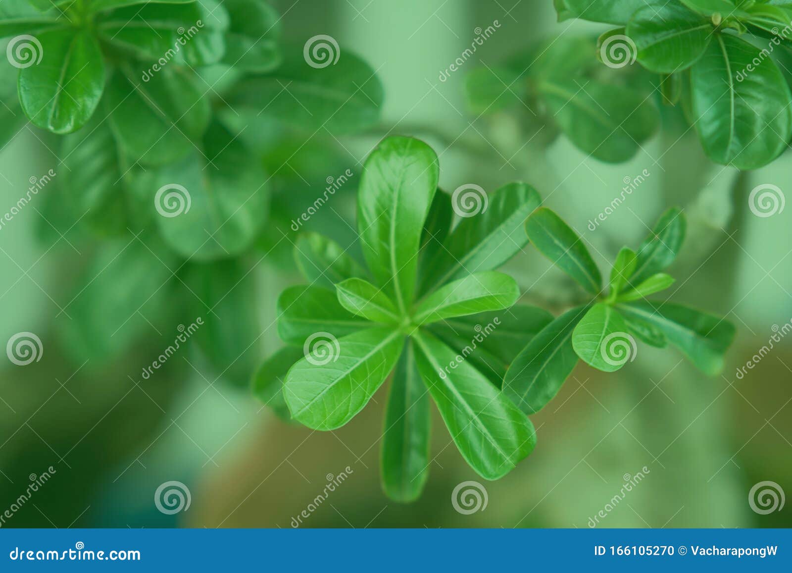 Tip of Tree with Long Shape Leaves ,top View Stock Photo - Image of ...