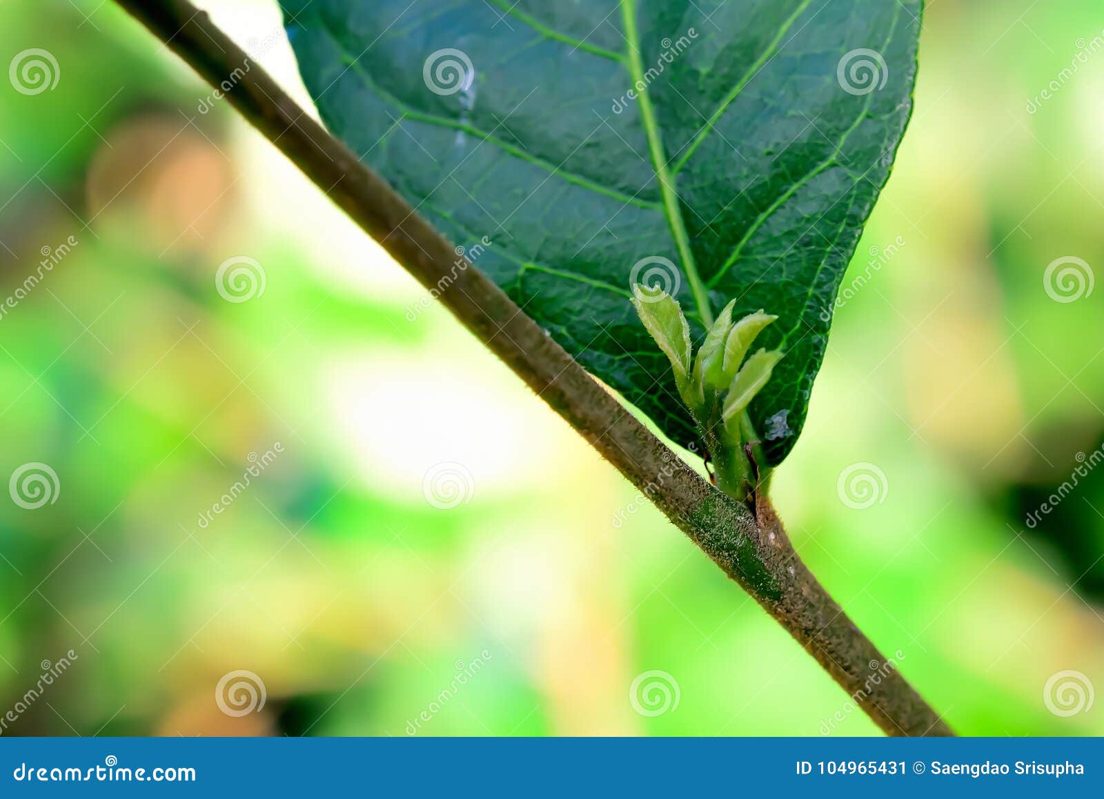 Tooth Brush Tree stock image. Image of fence, botany - 104965431