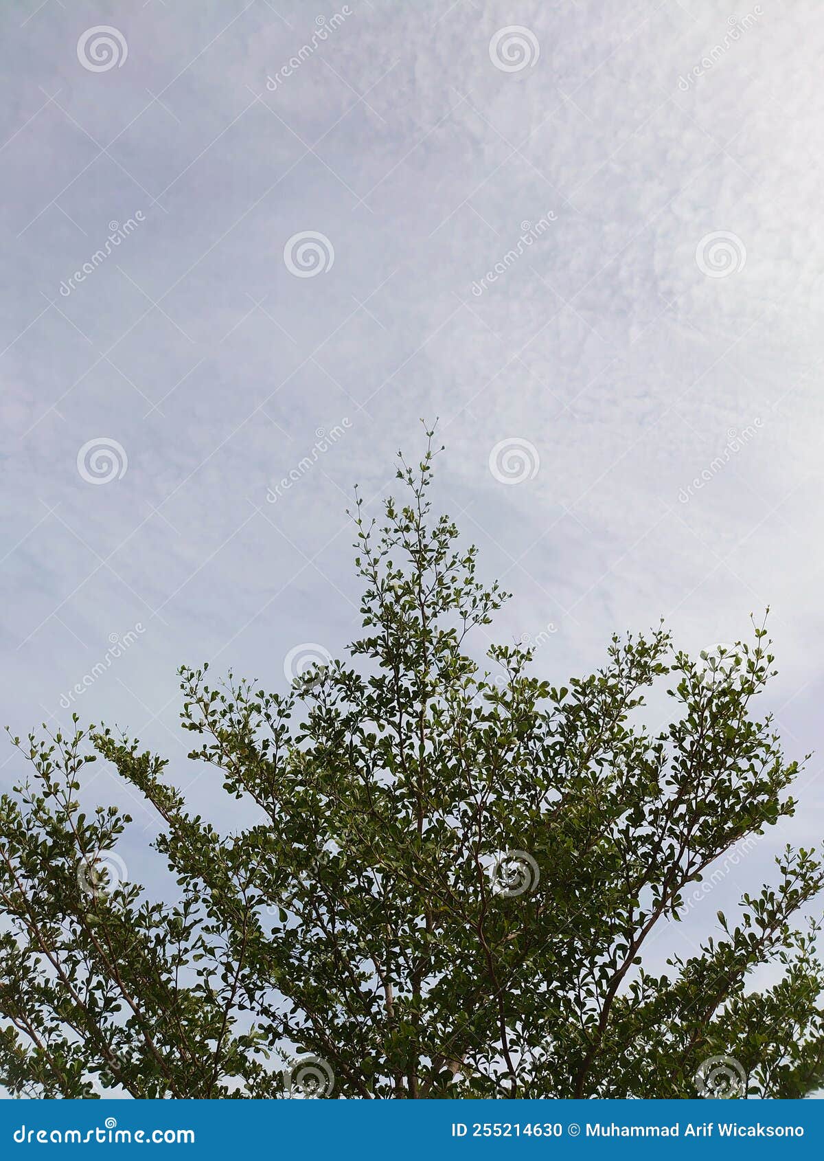 The Tip of the Triangular Tree Challenges the Sky Stock Photo - Image ...