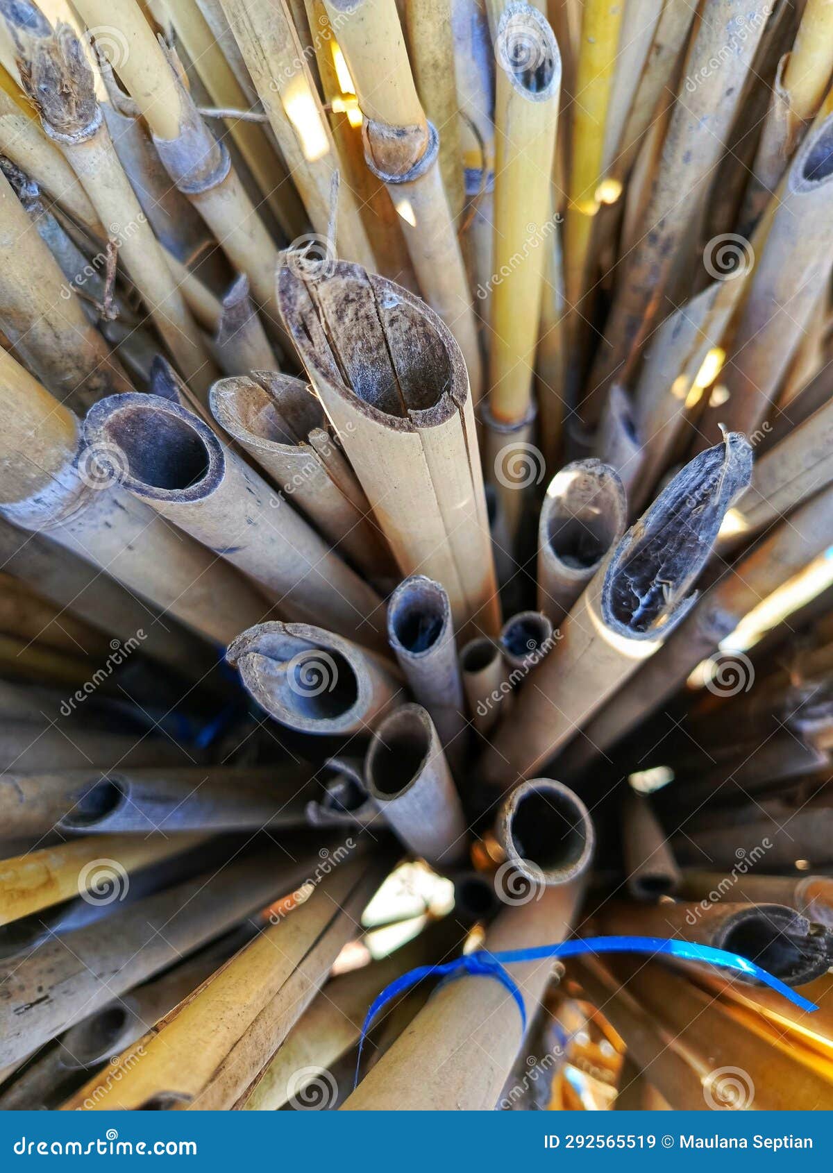 Bamboo Tip Texture - Stock Photo Stock Image - Image of design ...