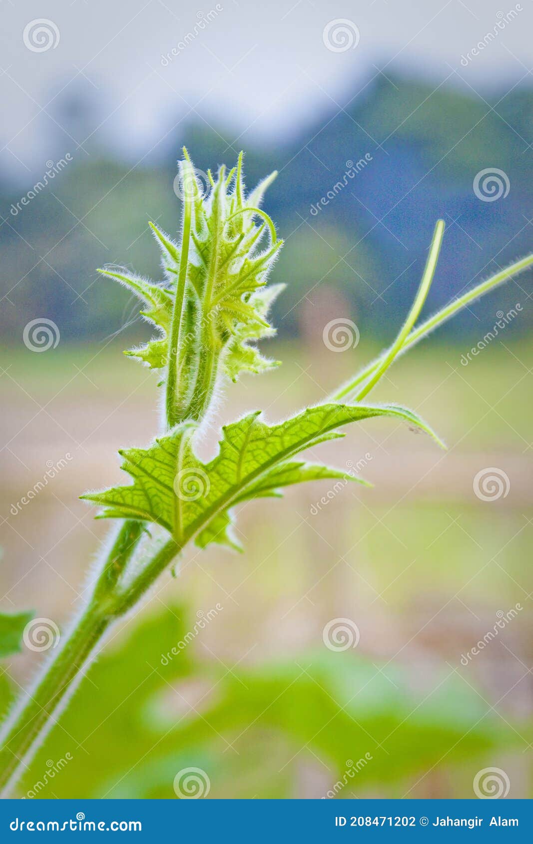 The Tip of a Young Gourd Leaf Closeup Views Stock Photo - Image of ...