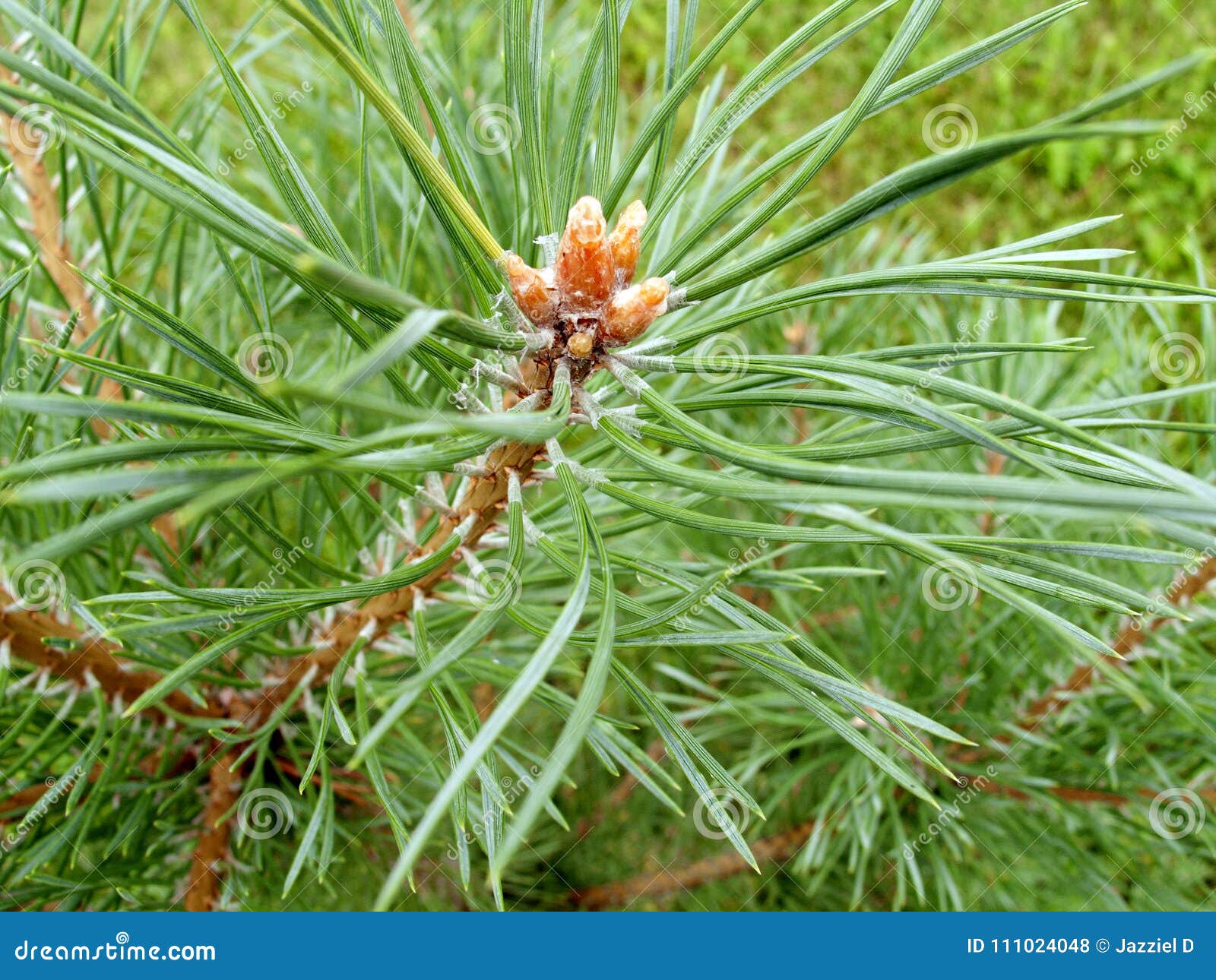 The Tip of the Young Pine Sprout on the Branch Stock Photo - Image of ...