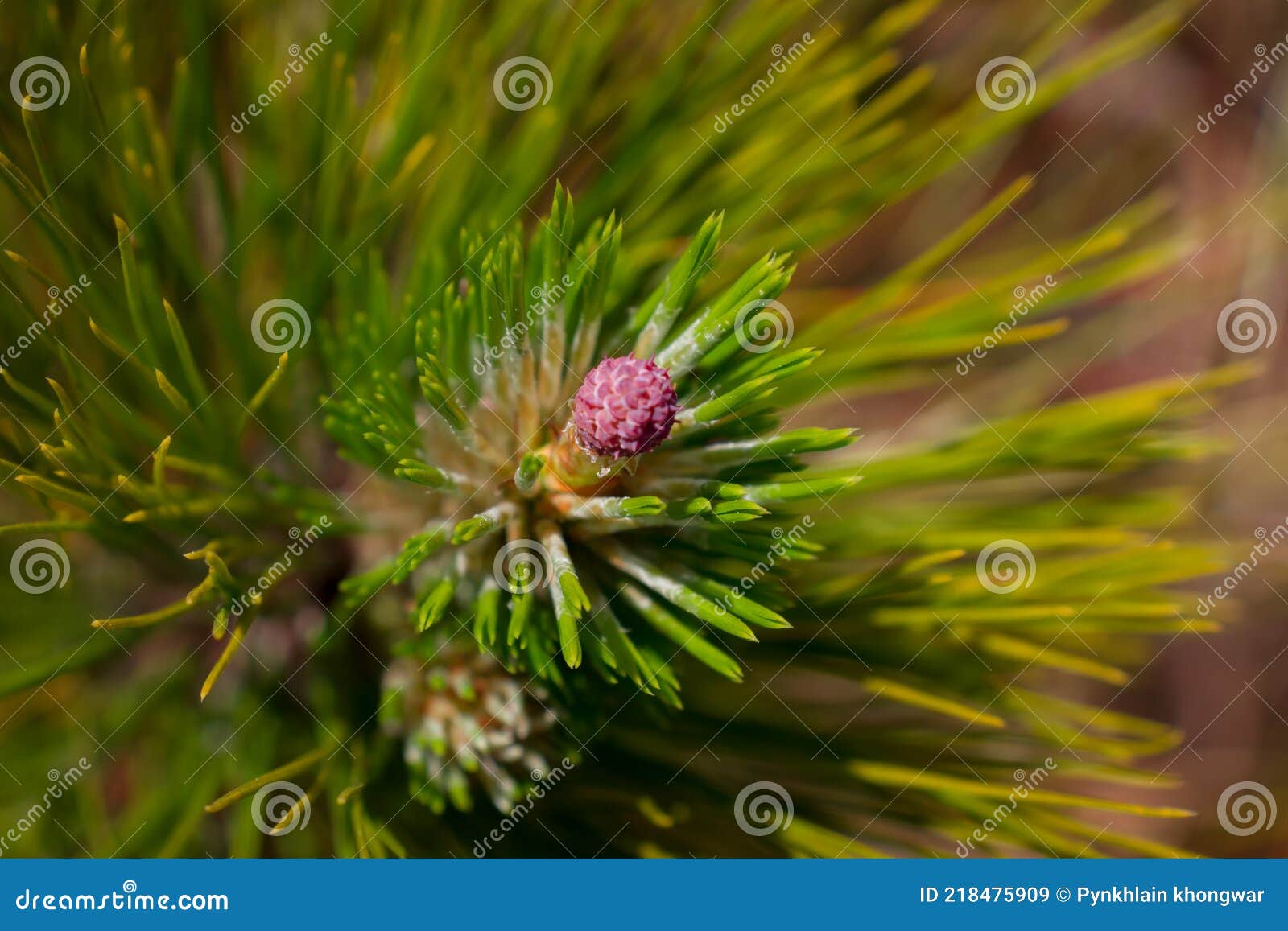 A tip of a young pine tree stock image. Image of tree - 218475909