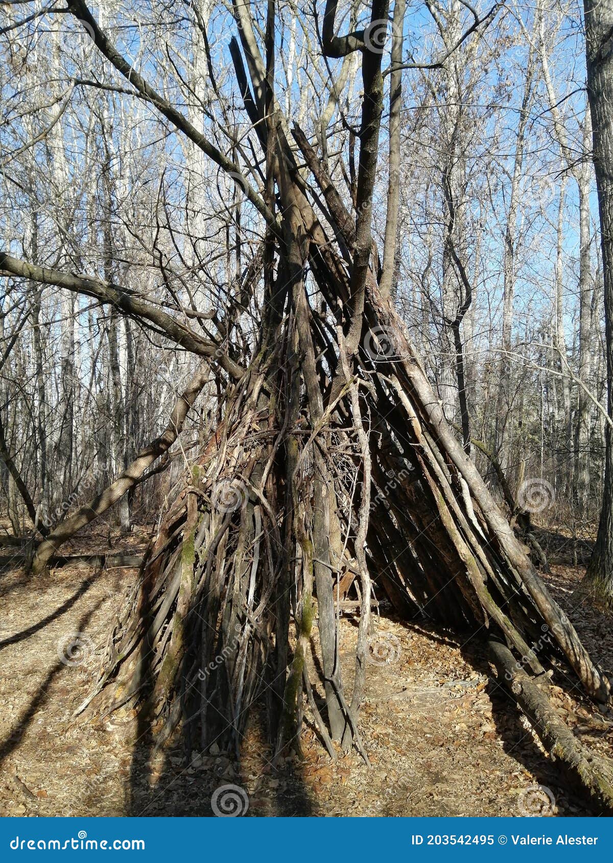 Tipi in the Autumn Woods stock image. Image of tipi - 203542495