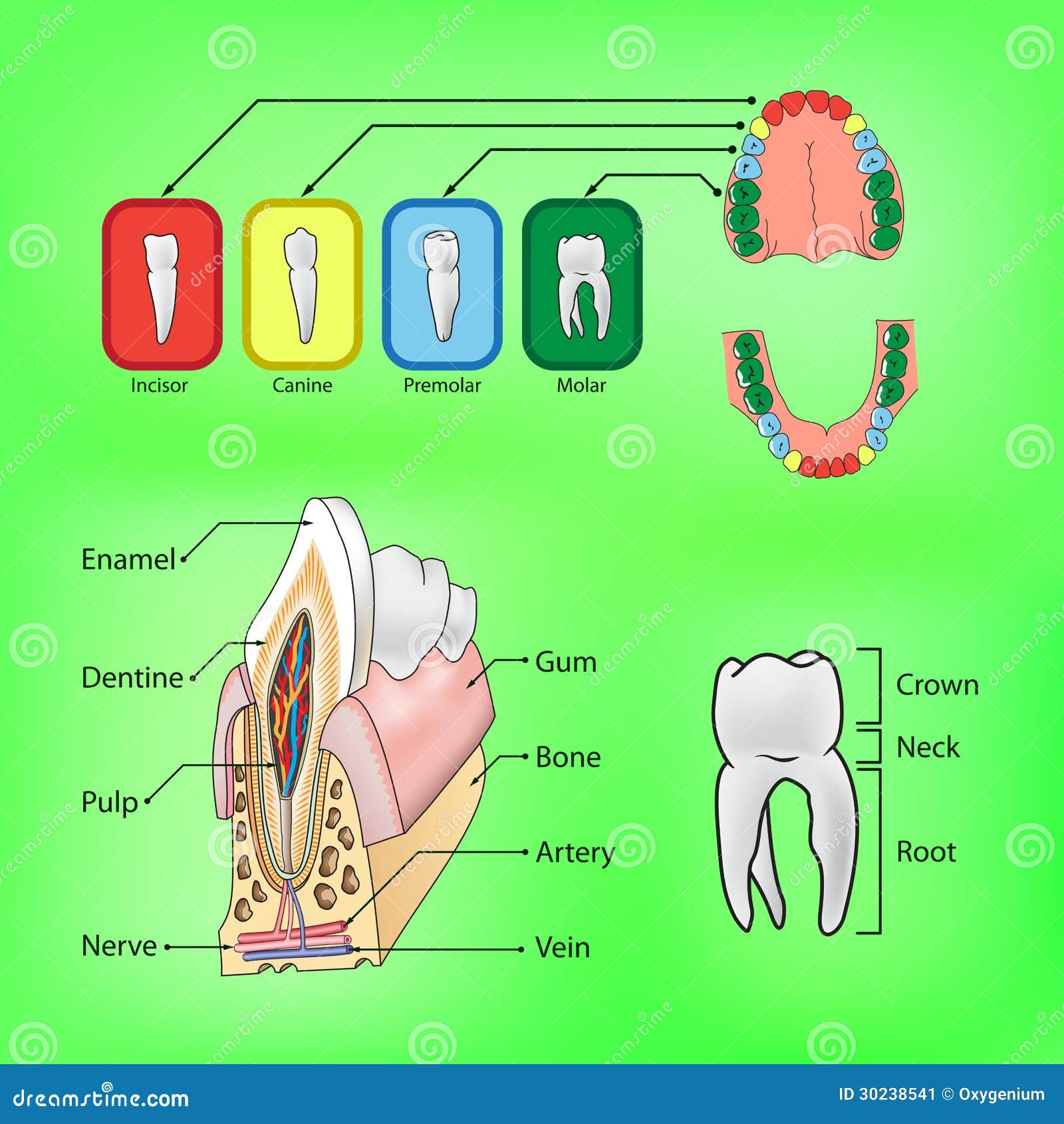 Tipi e struttura di denti illustrazione vettoriale. Illustrazione di ...