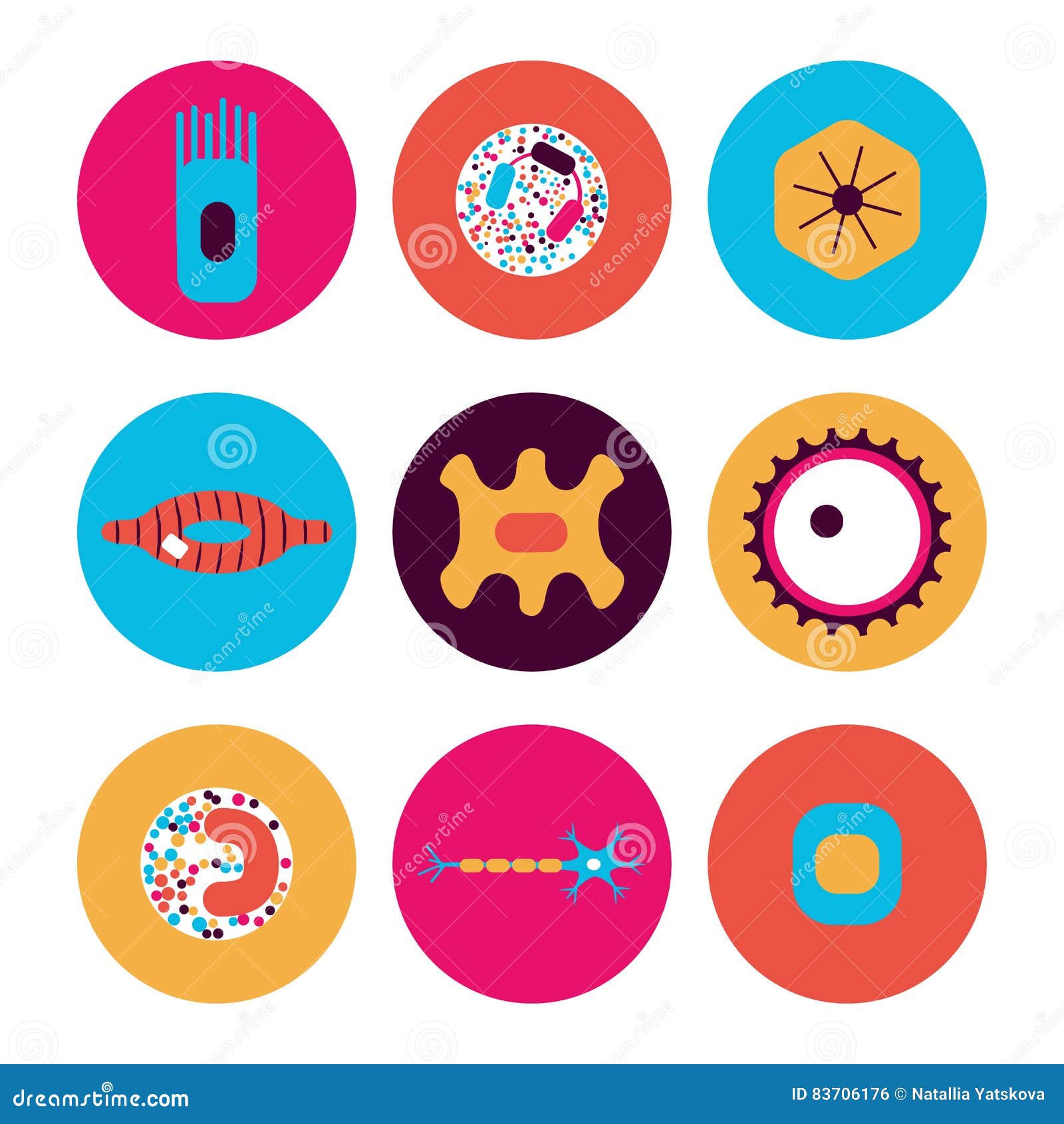 Tipi Differenti Della Cellula Umana Illustrazione Vettoriale ...