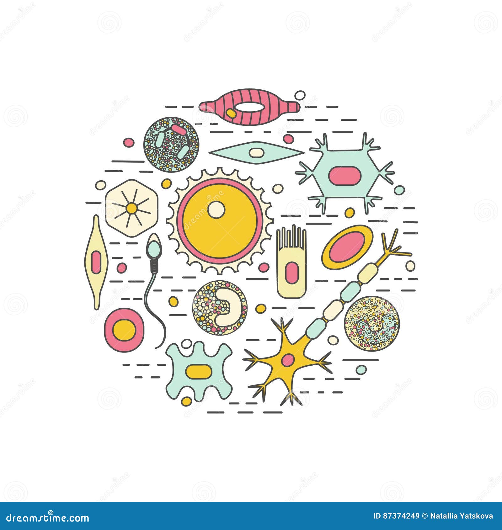 Tipi Differenti Della Cellula Umana Illustrazione Vettoriale ...