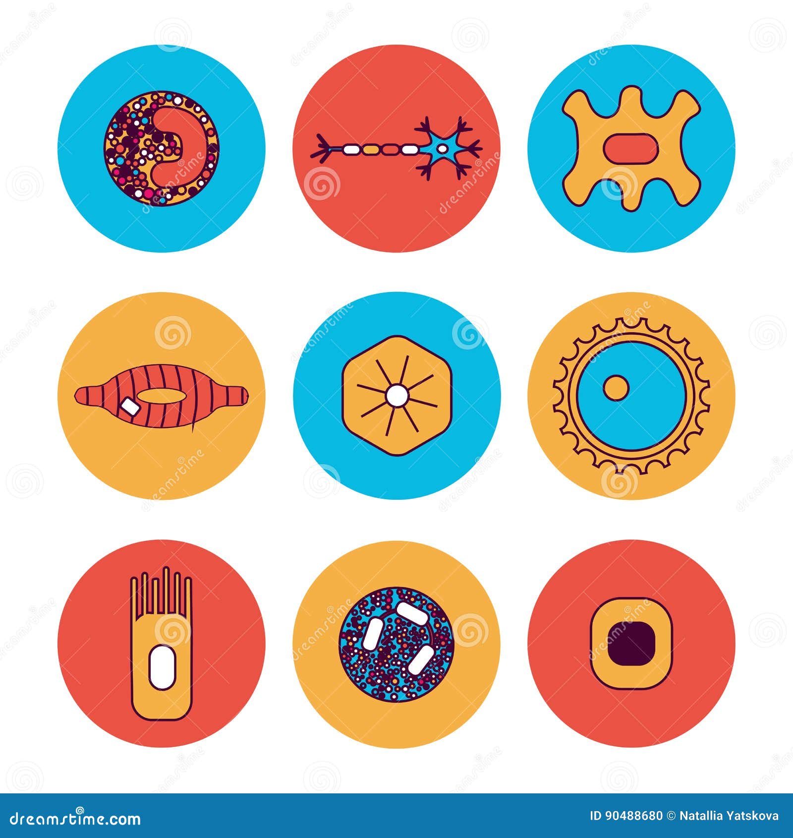 Tipi Differenti Della Cellula Umana Illustrazione Vettoriale ...