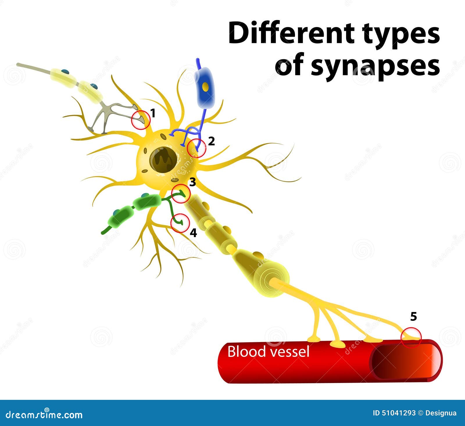 Tipi differenti di sinapsi illustrazione vettoriale. Illustrazione di ...