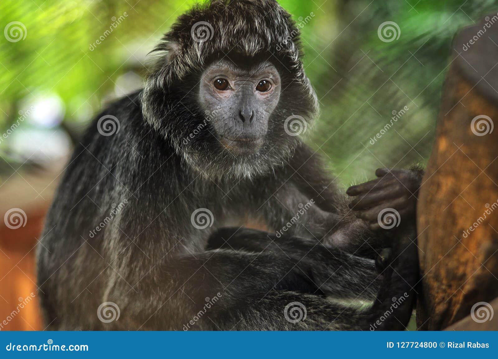 Tipo animais do macaco foto de stock. Imagem de isolado - 127724800