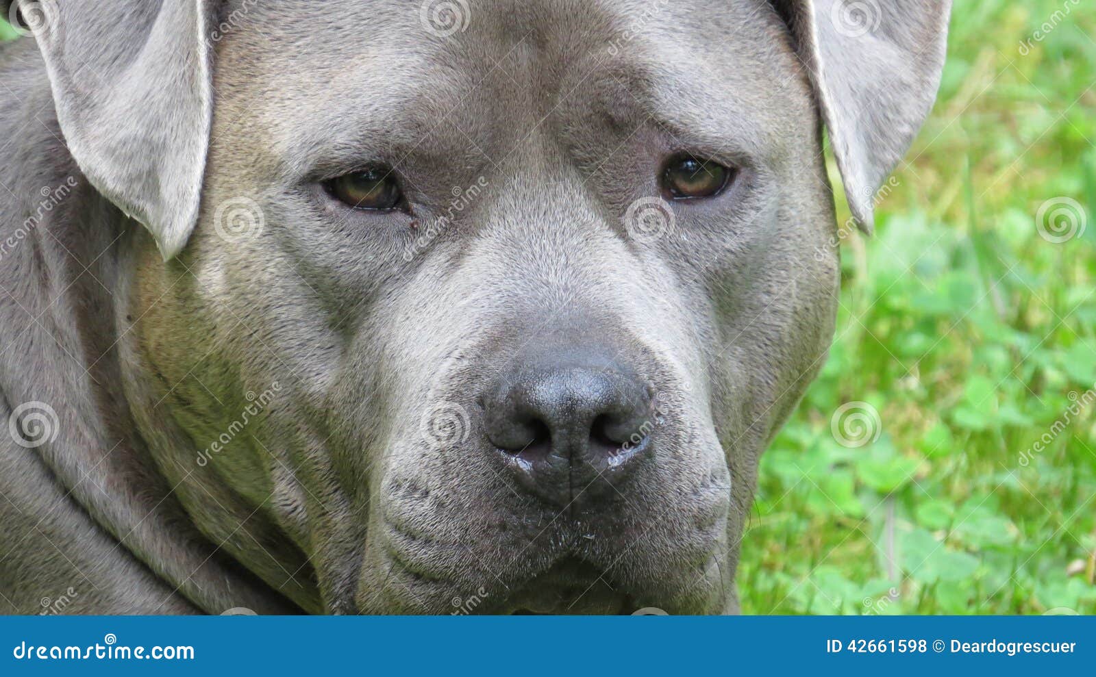 Tipo Azul Perro Del Pitbull Foto de archivo - Imagen de ciudad ...